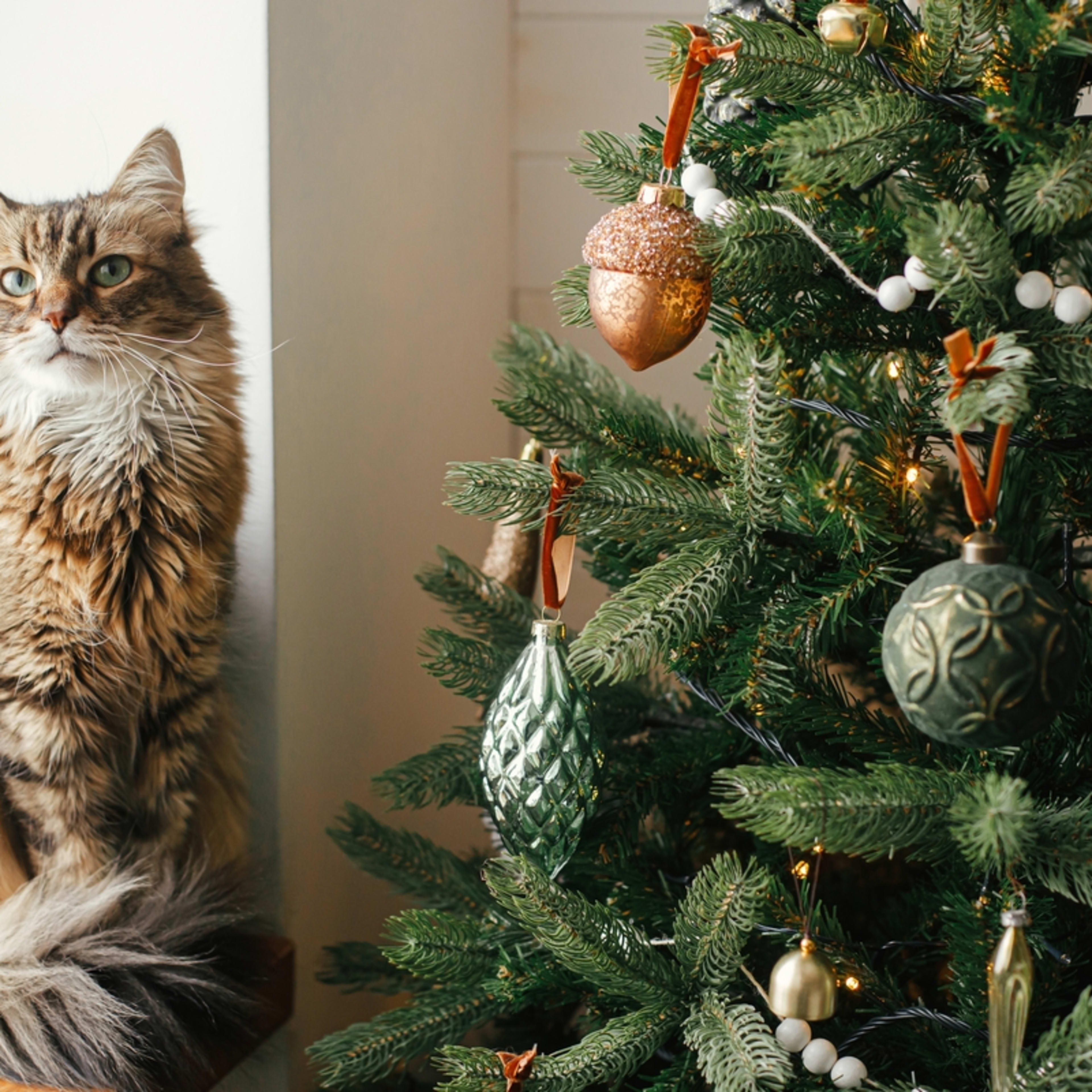 The 6 Most Expensive Dog Breeds You’ll Ever See, Per Experts - Parade Pets