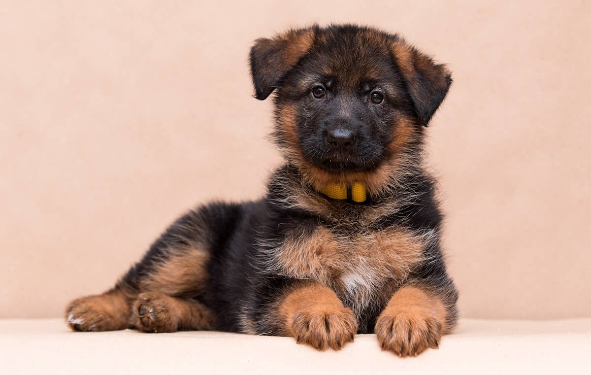 German Shepherd Puppy Has Fluffy Christmas Tree Ears - Parade Pets