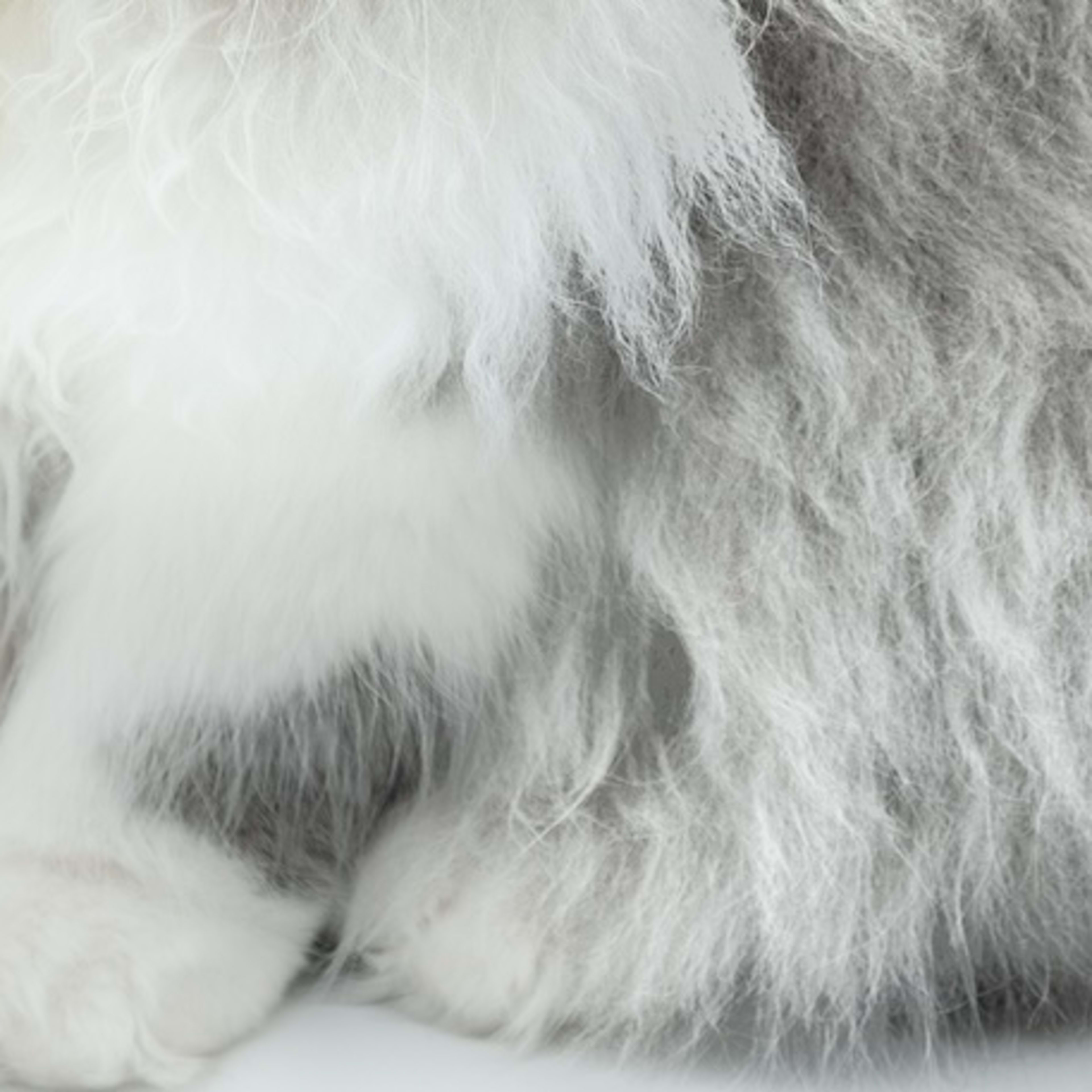 Bicolor Colorpoint Persian Kitten Looks Like a Unique Little Fluffy ...