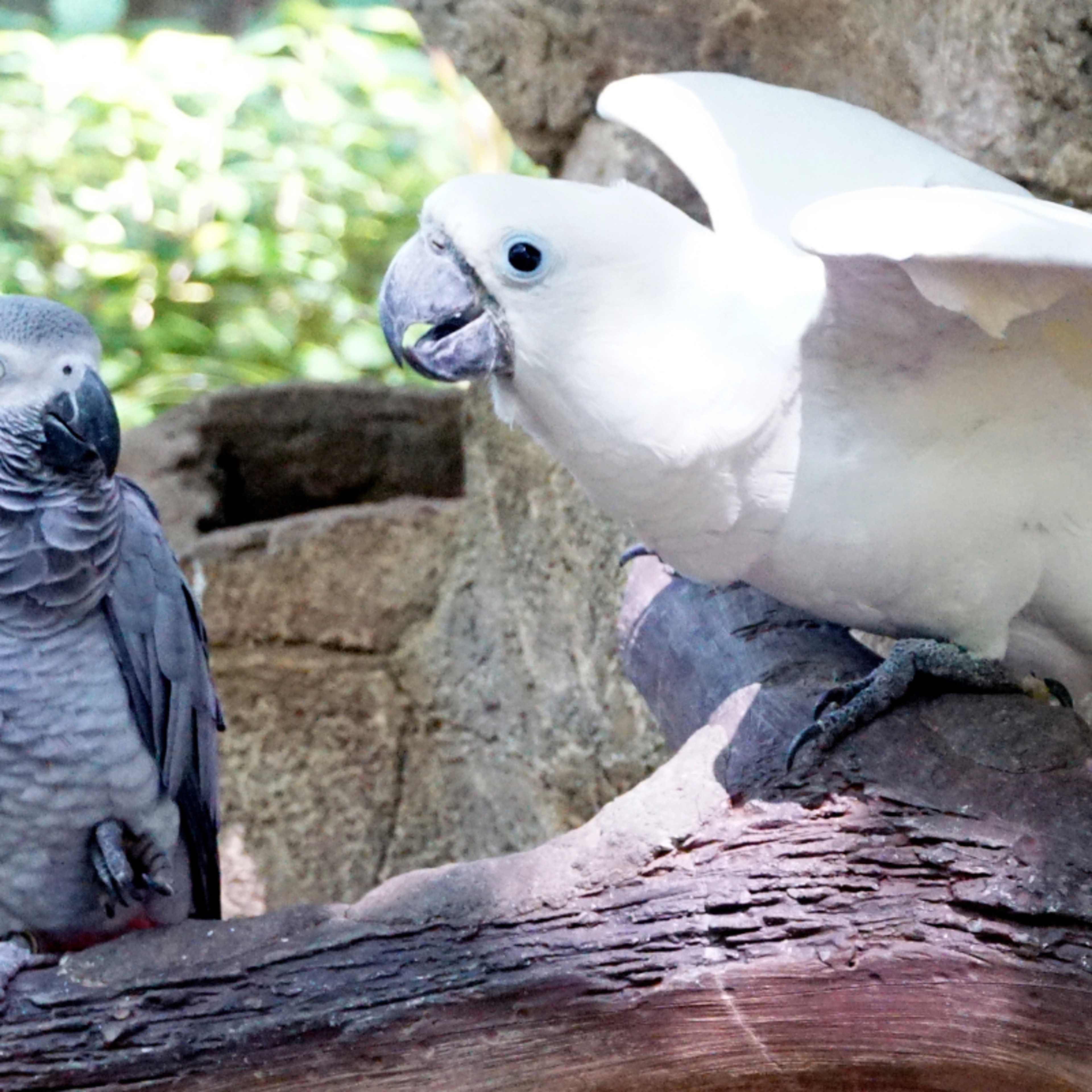 Jane Lynch Talks ‘Best in Show’ Milestone, Purina National Dog Show, and a Film-Themed Prize ...