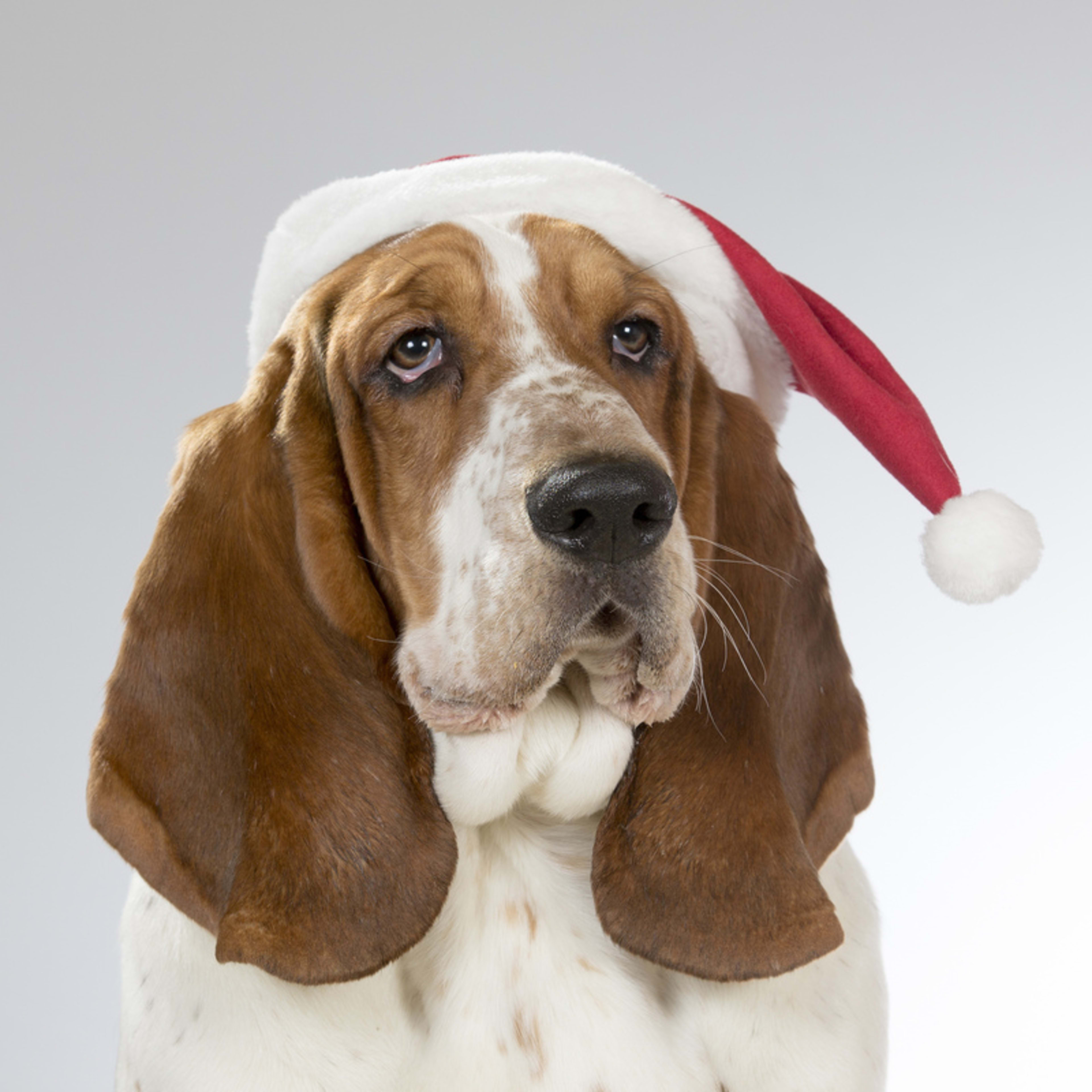 7 Brachycephalic Dogs: Personality Traits, Care Tips & More - Parade Pets