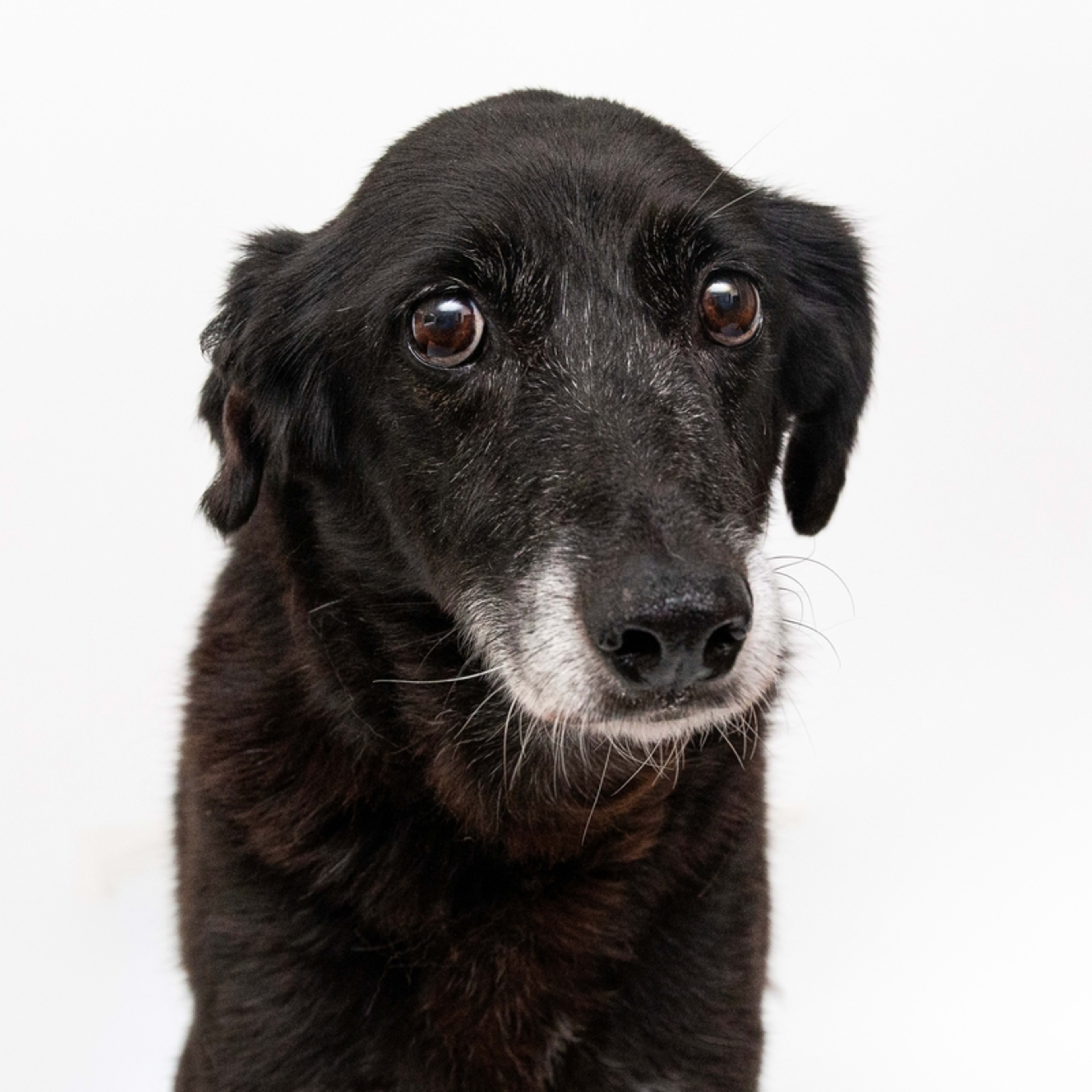 Struggling Senior Foster Dog Finally Lets Guard Down to Accept Affection and We're Emotional ...