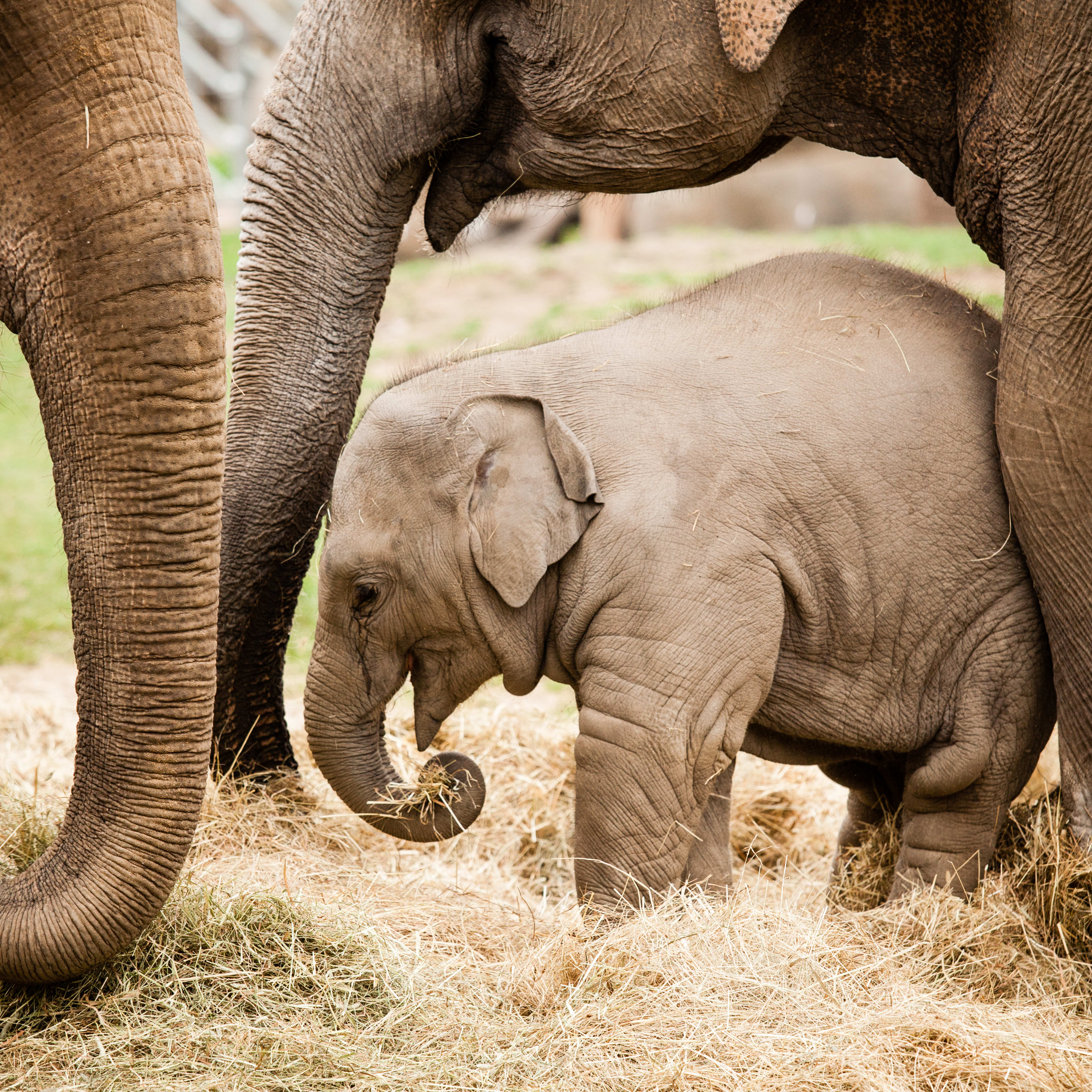 The 6 Most Expensive Dog Breeds You’ll Ever See, Per Experts - Parade Pets