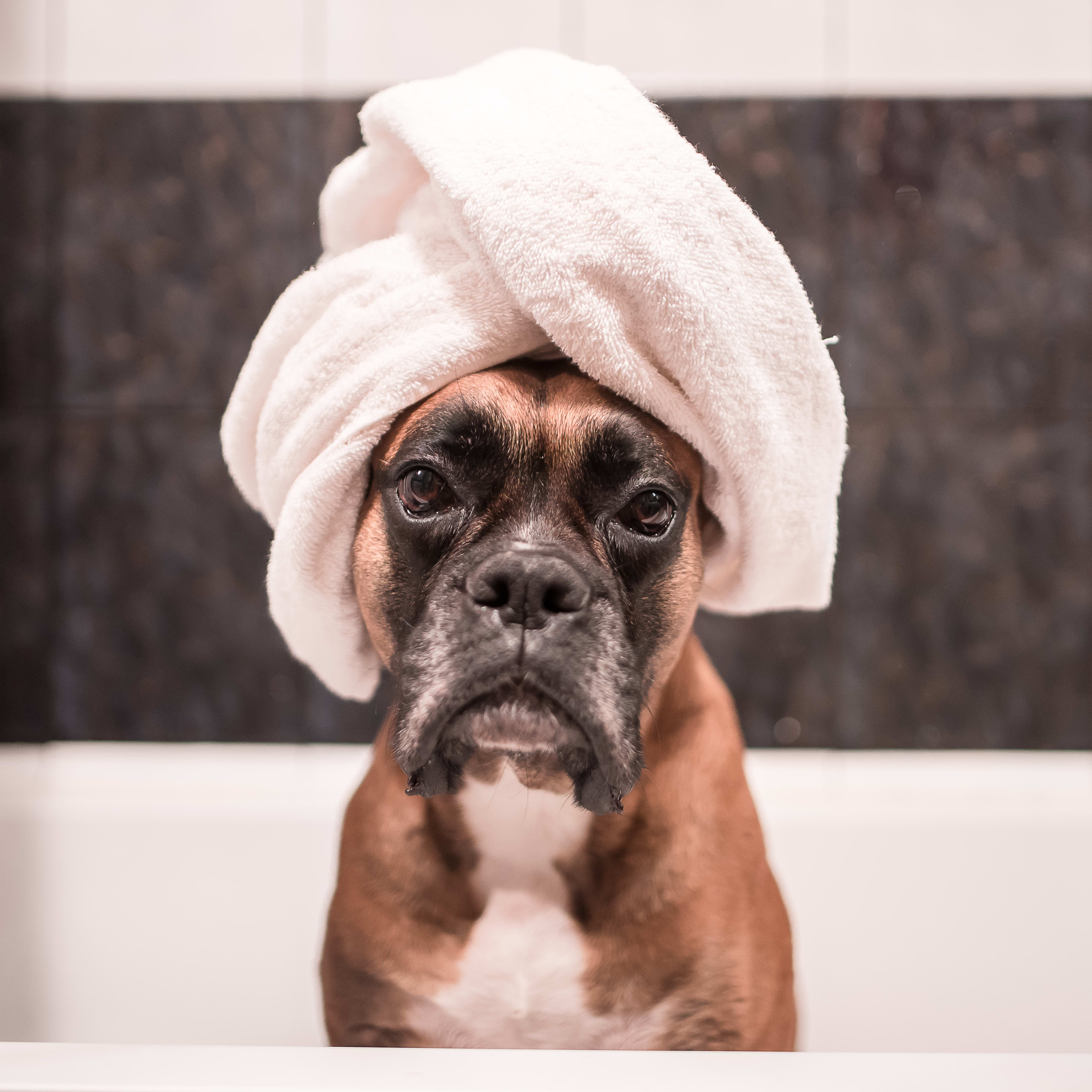 6 Dog Breeds With Green Eyes - Parade Pets