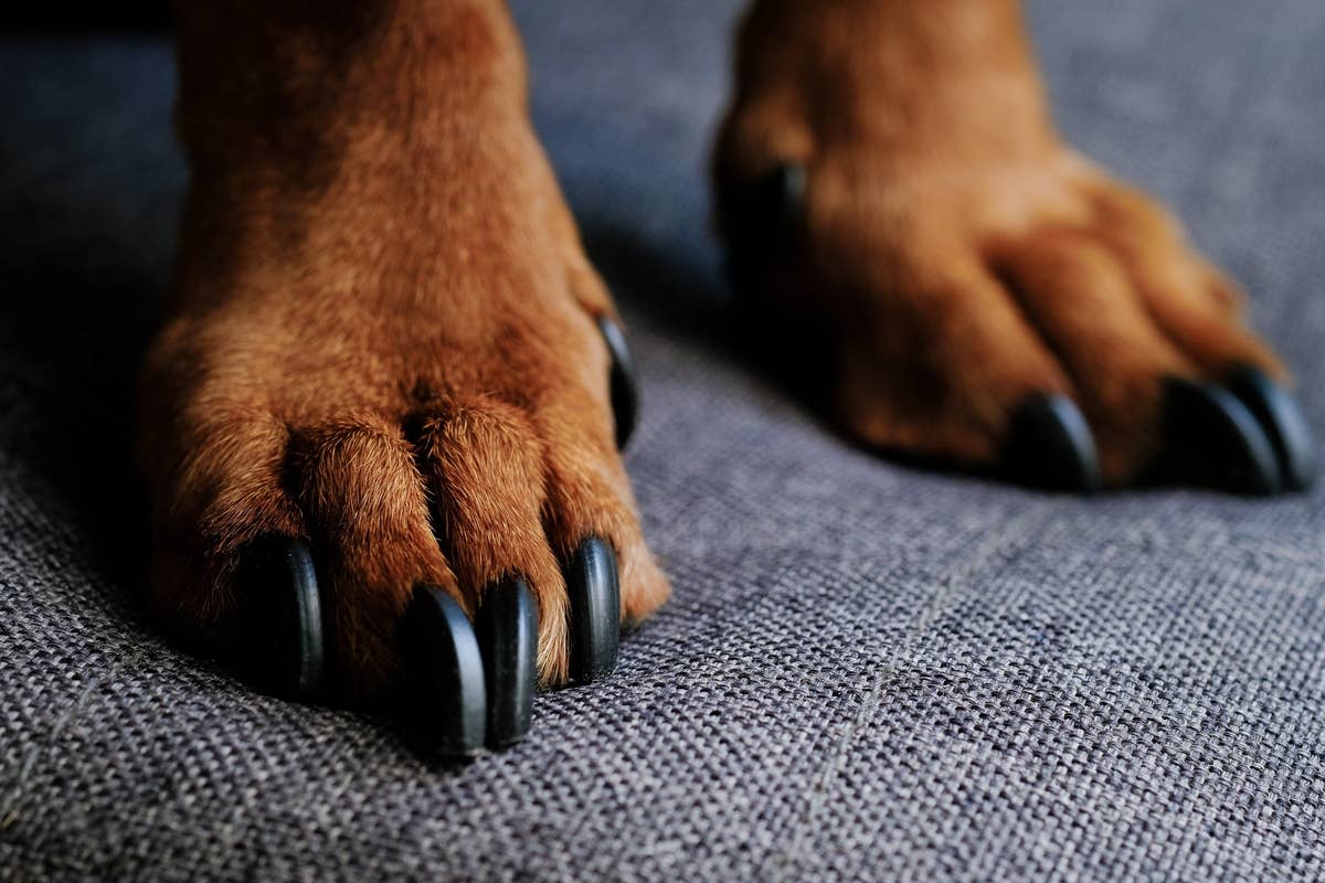 25 Dogs That Are Good With Cats, According to a Veterinarian - Parade Pets