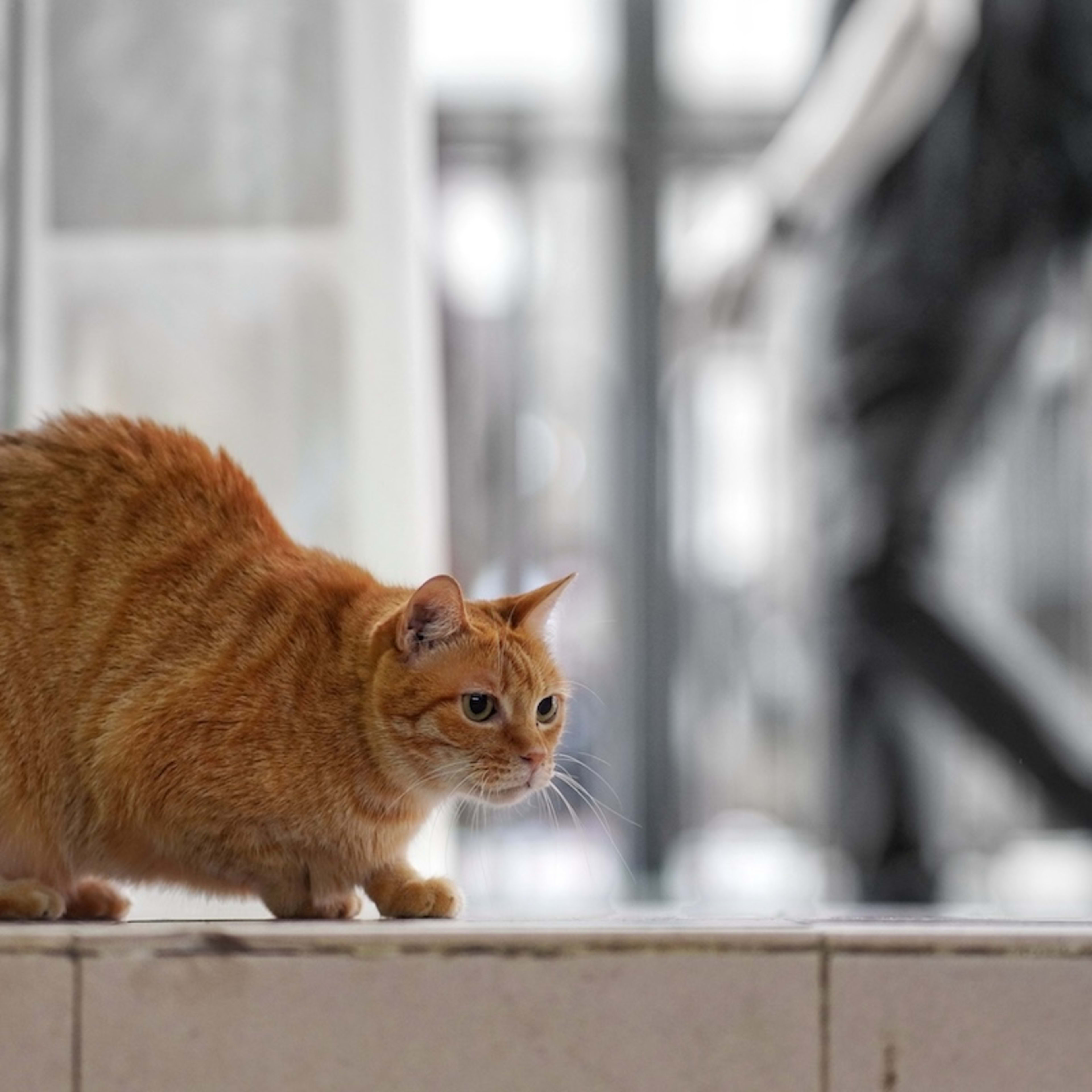 Cat Catches Glimpse of Sibling Wearing Wig and Says 'Immediately No ...