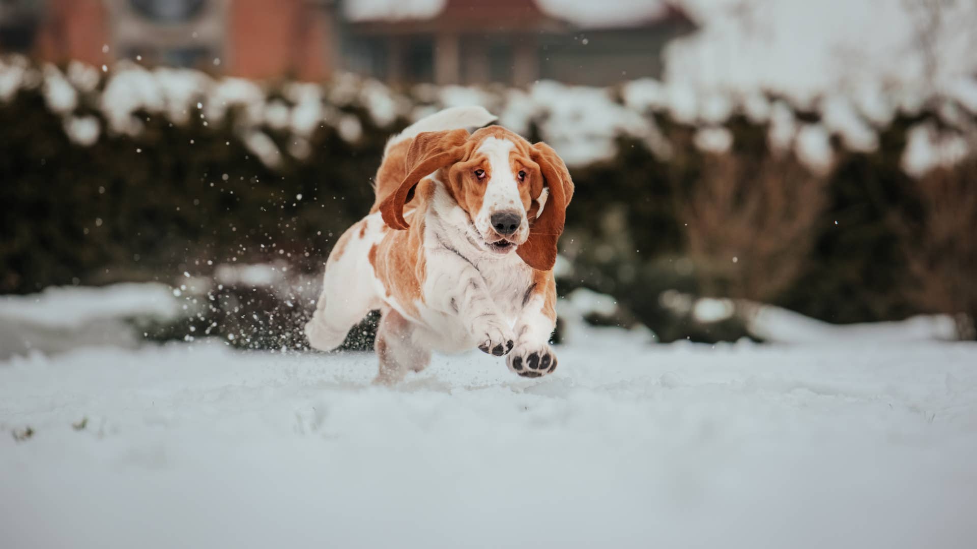 50 Funny Dog Puns Sure To Leave You Howling - Parade Pets