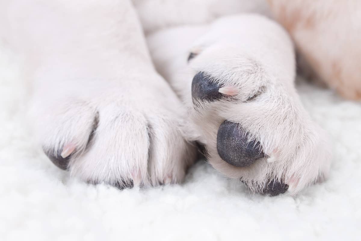 Fluffy Akita Has a Sweet Way of Waking Dog Dad for Cuddles - Parade Pets