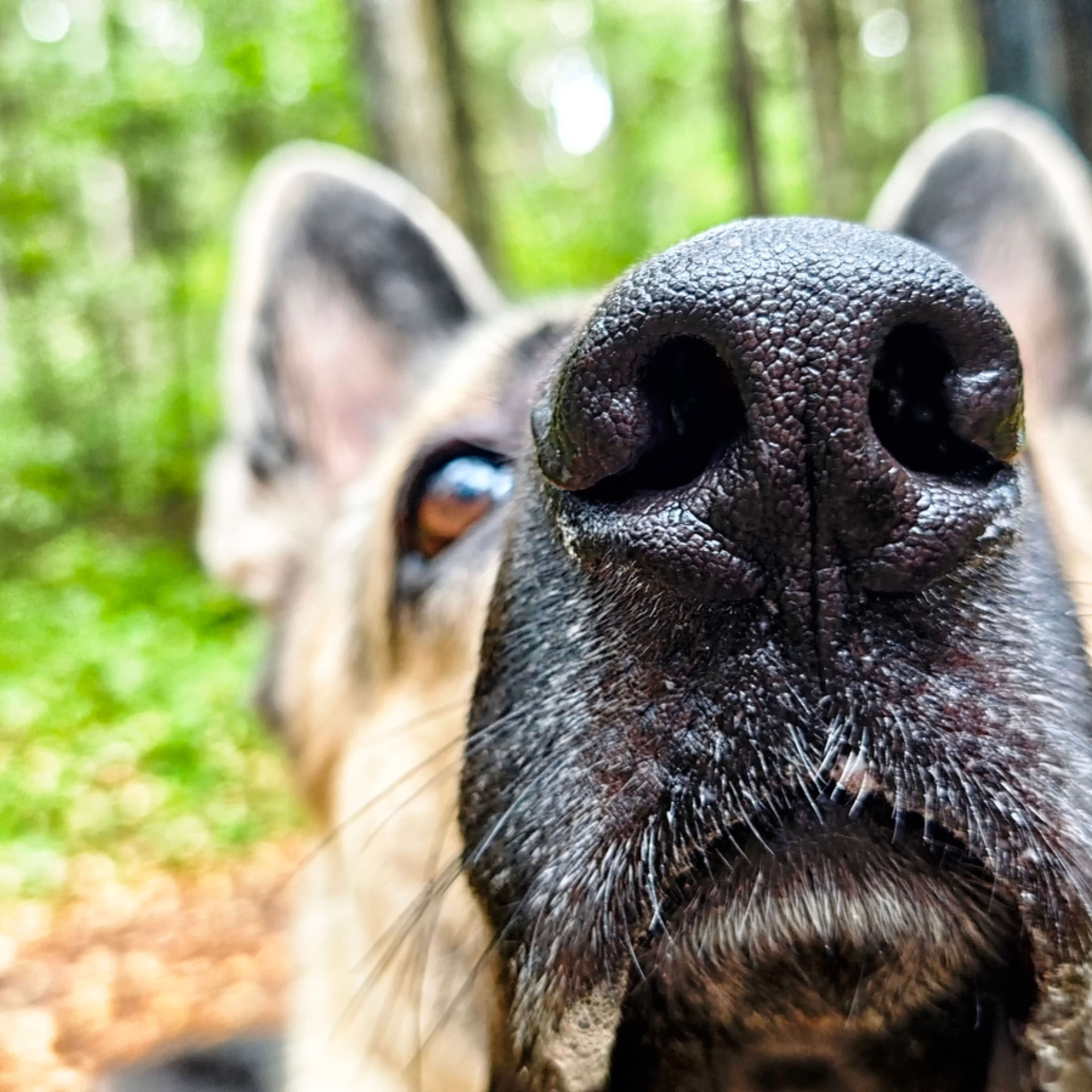 Retired Military German Shepherd's Lackluster Expression Over Attending ...