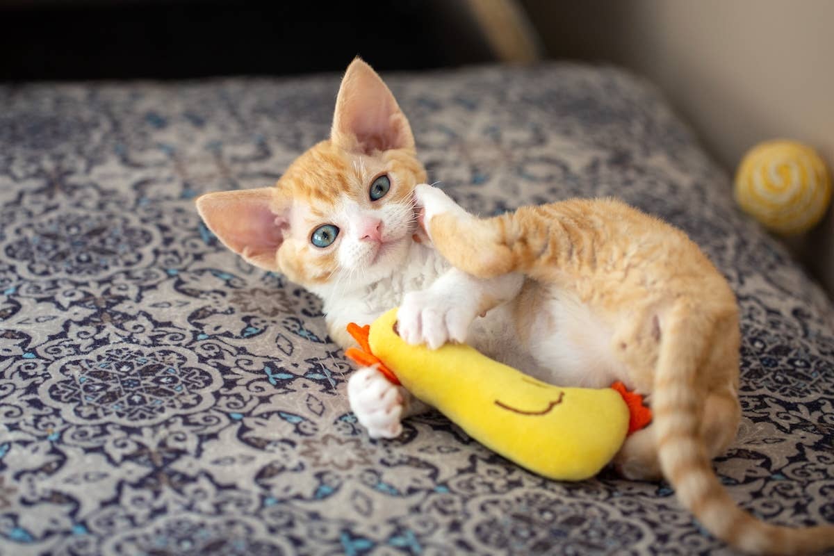 Blind Foster Kitten Adorably Hops Like a Bunny - Parade Pets