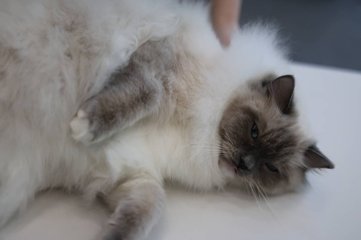 Brave Cat Who Saved Siblings One-by-One After Mom Was Gone Is Touching ...