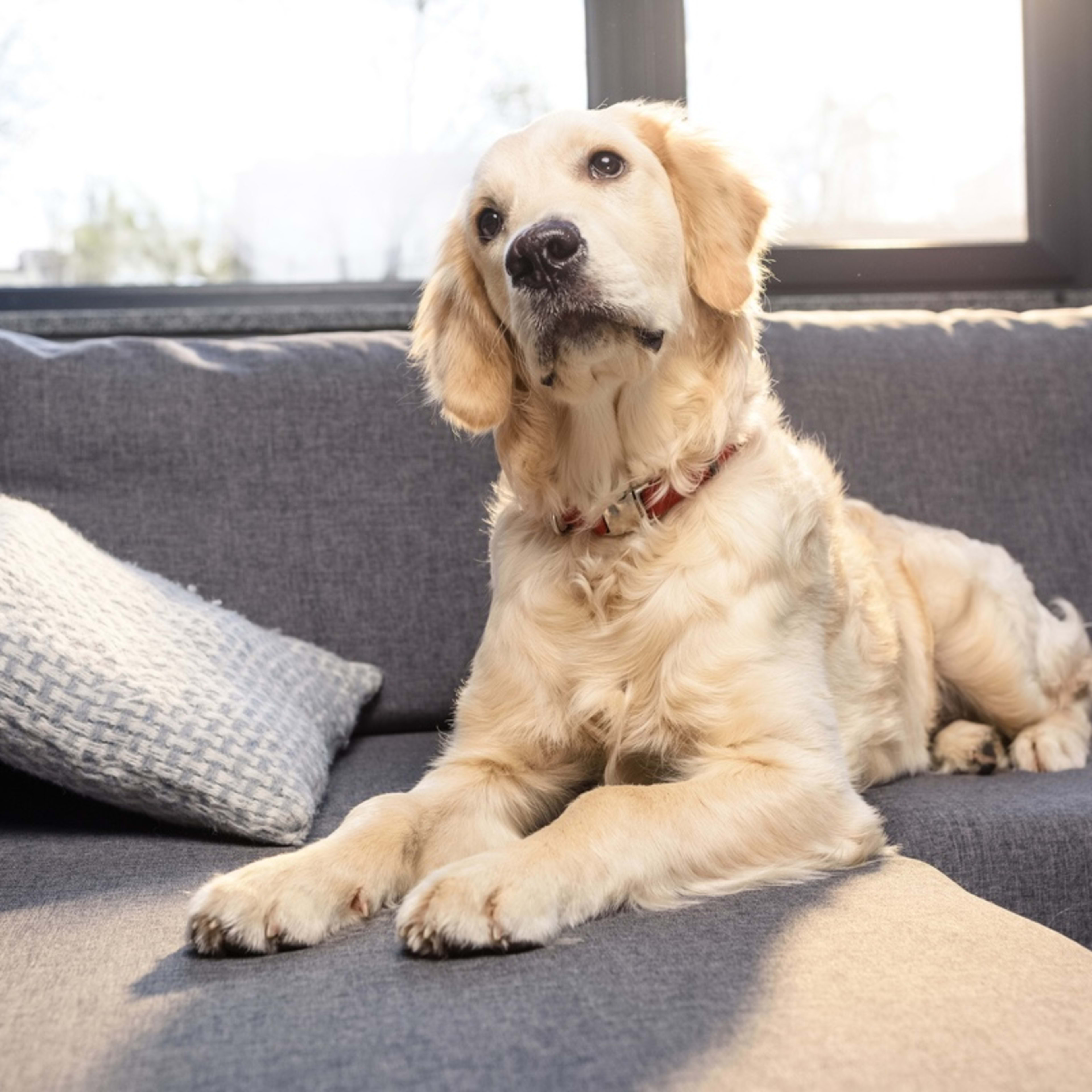 7 Double-Coated Dogs That'll Stay by Your Side, Say Experts - Parade Pets