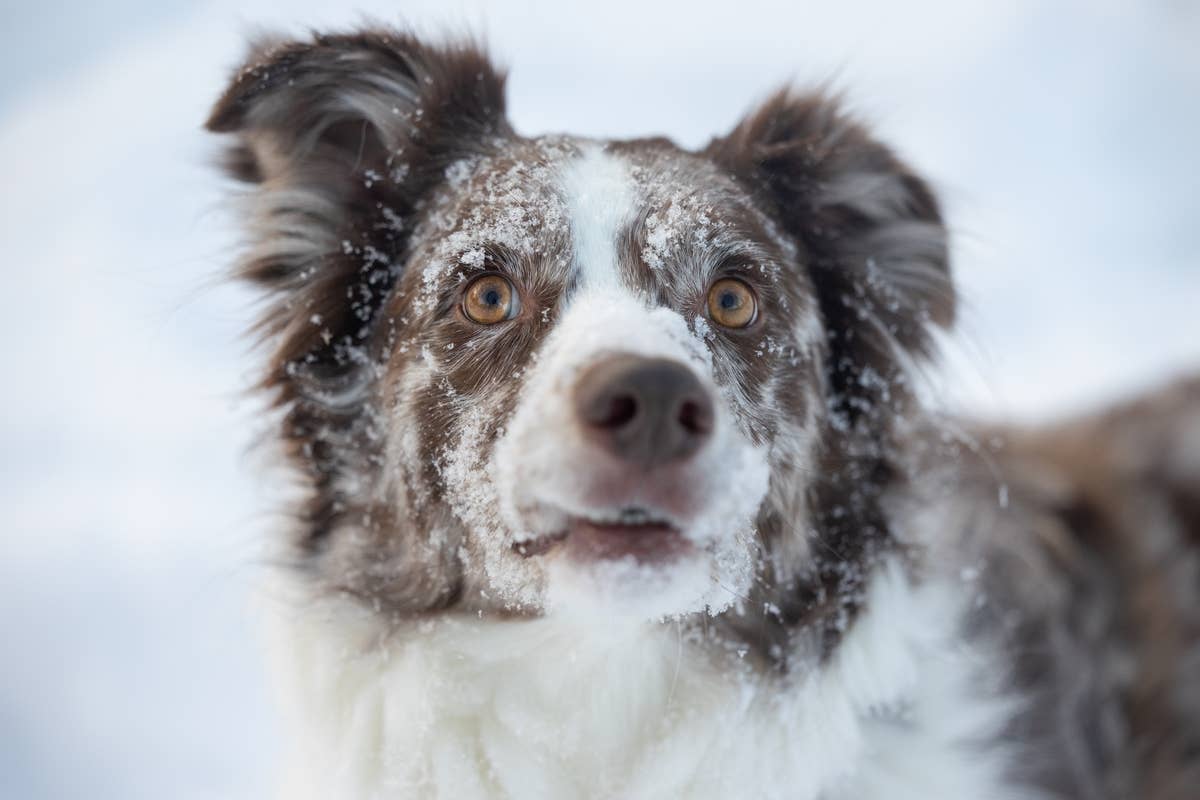 Why Dogs Stare at You—And What It Really Means - Parade Pets