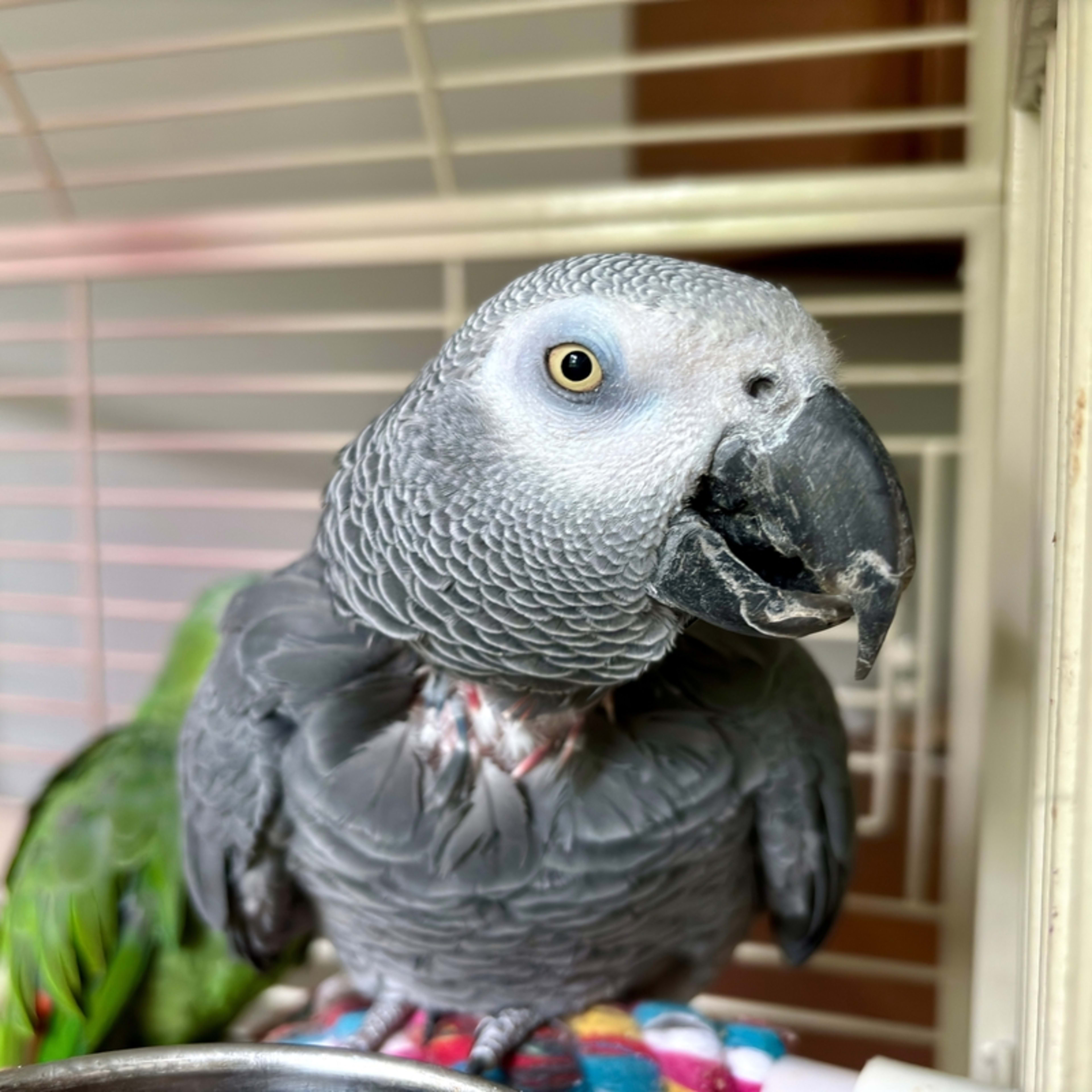 Mama Ragdoll Cat Meows with Pure Pride While Showing Off Precious New Kittens - Parade Pets