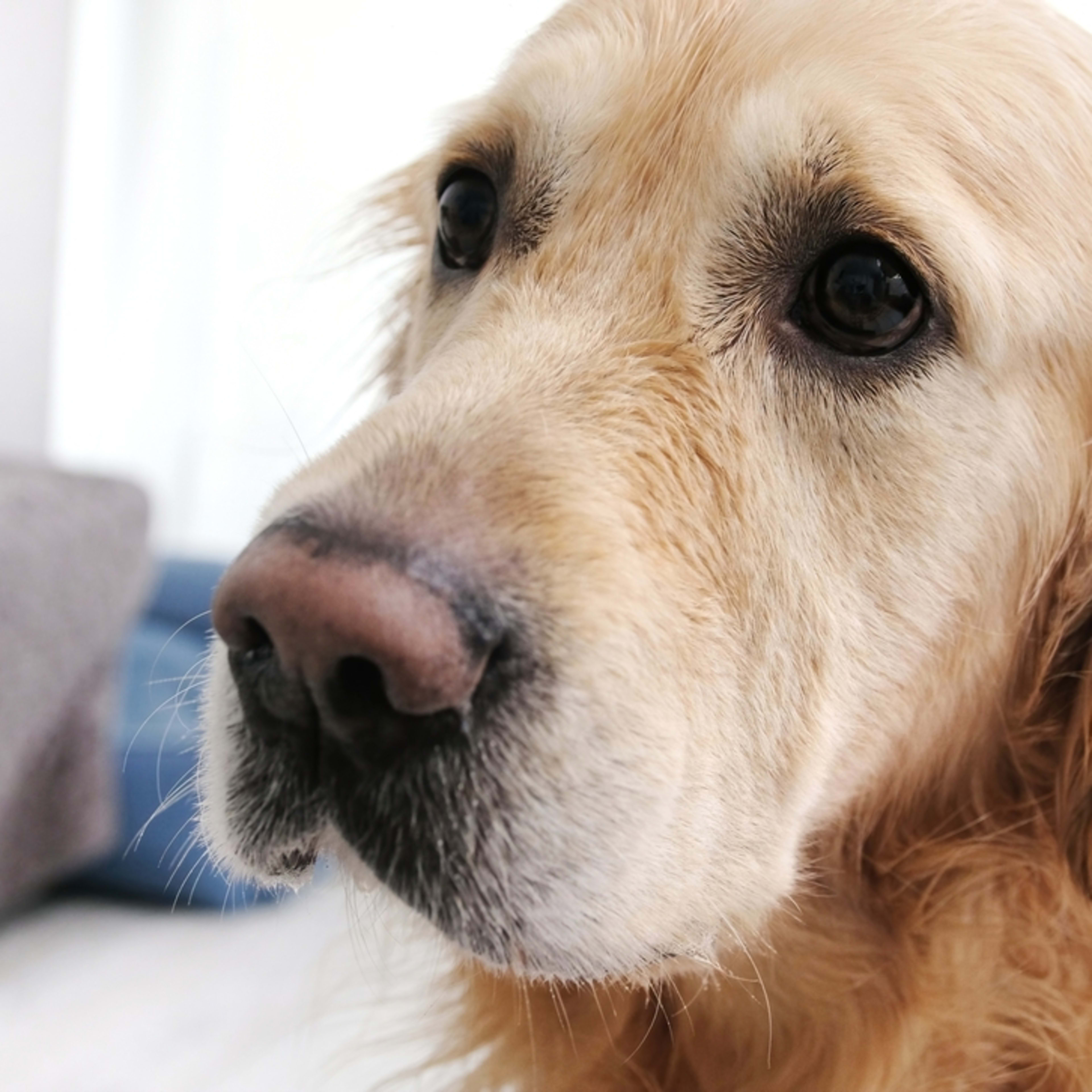 Why Dogs Stare at You—And What It Really Means - Parade Pets