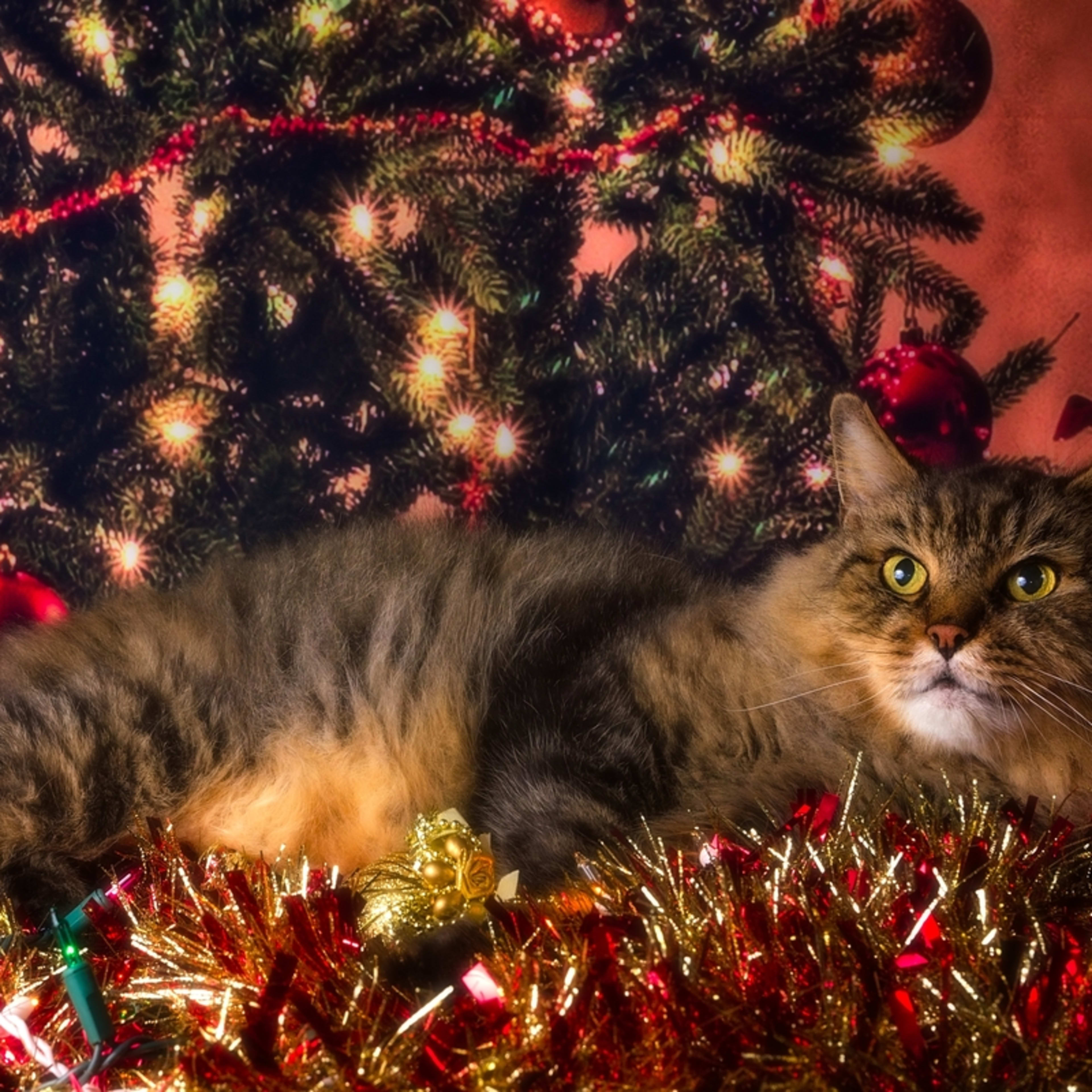 Happy Helper Maine Coon Cat Scales Ladder To Assist With Holiday ...