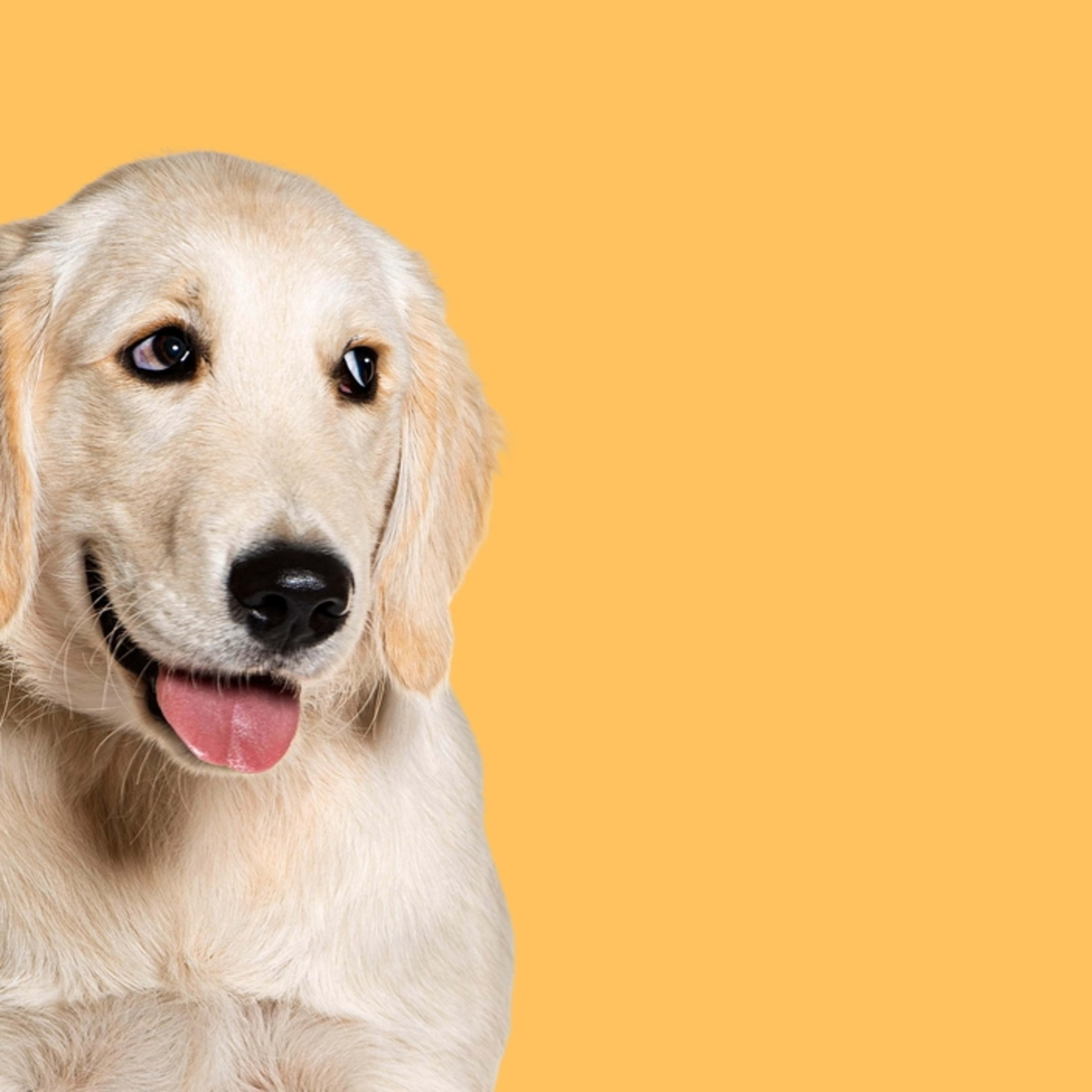 Golden Retriever Rides Shotgun Waiting for a Pup Cup - Parade Pets