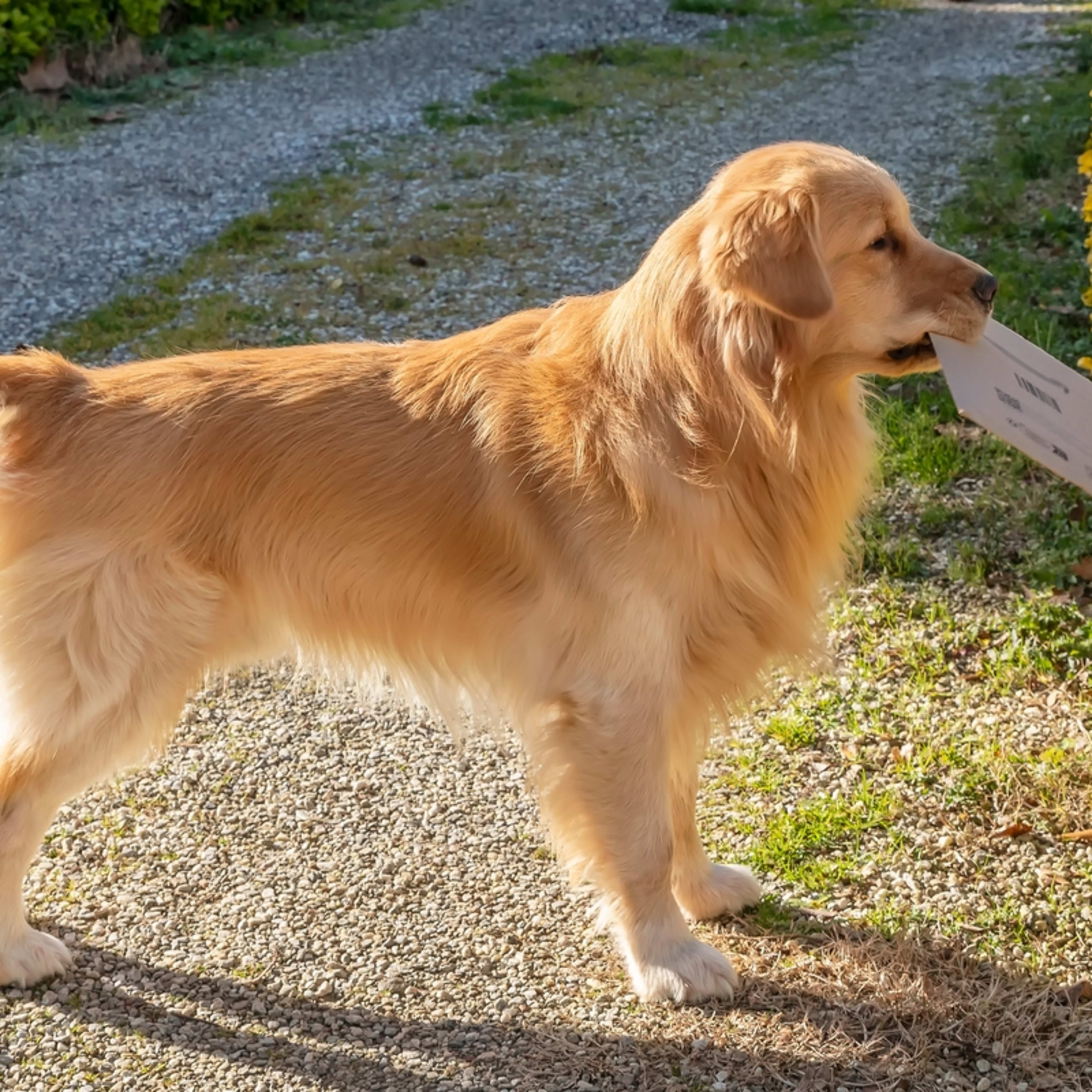 7 Double-Coated Dogs That'll Stay by Your Side, Say Experts - Parade Pets