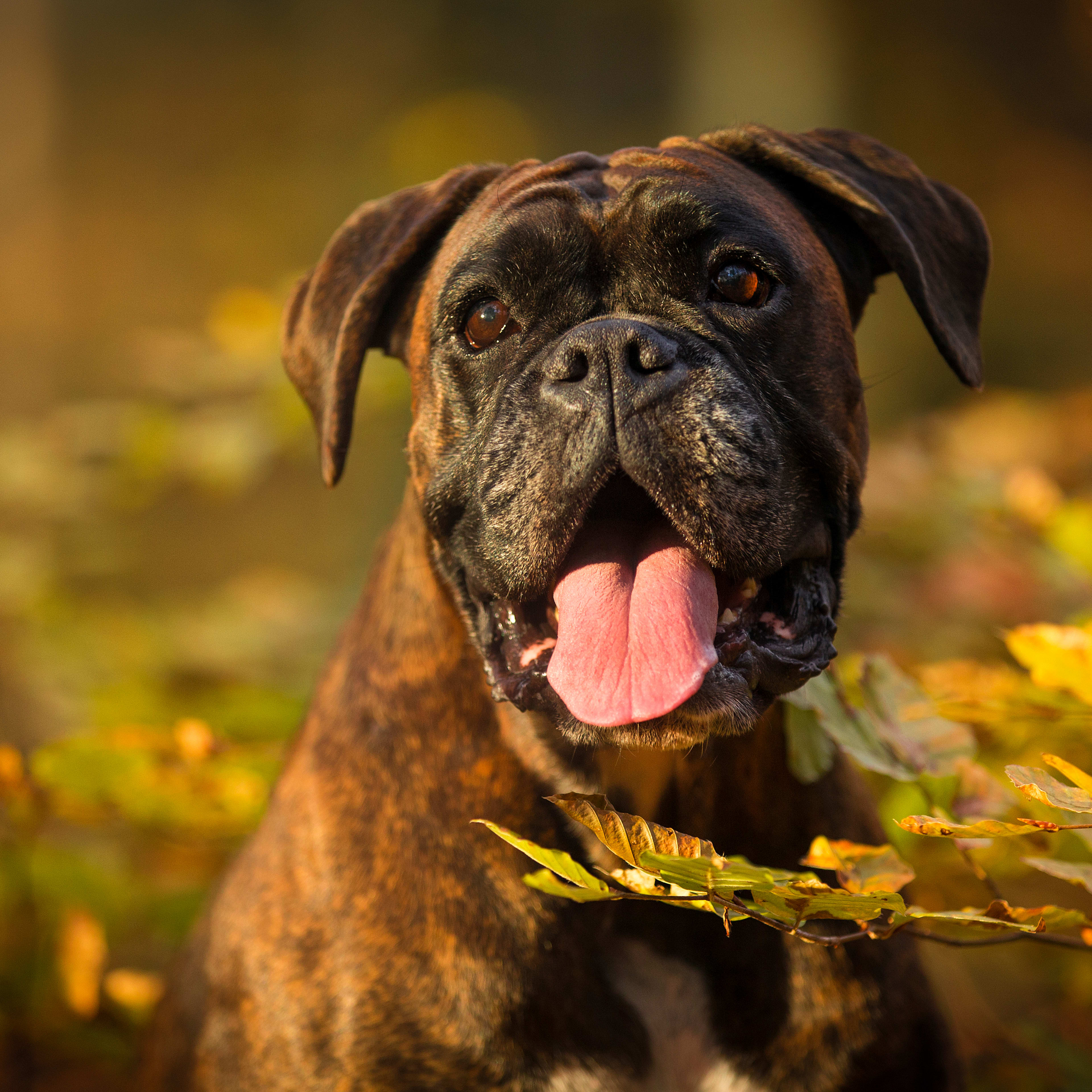 Why Dogs Stare at You—And What It Really Means - Parade Pets