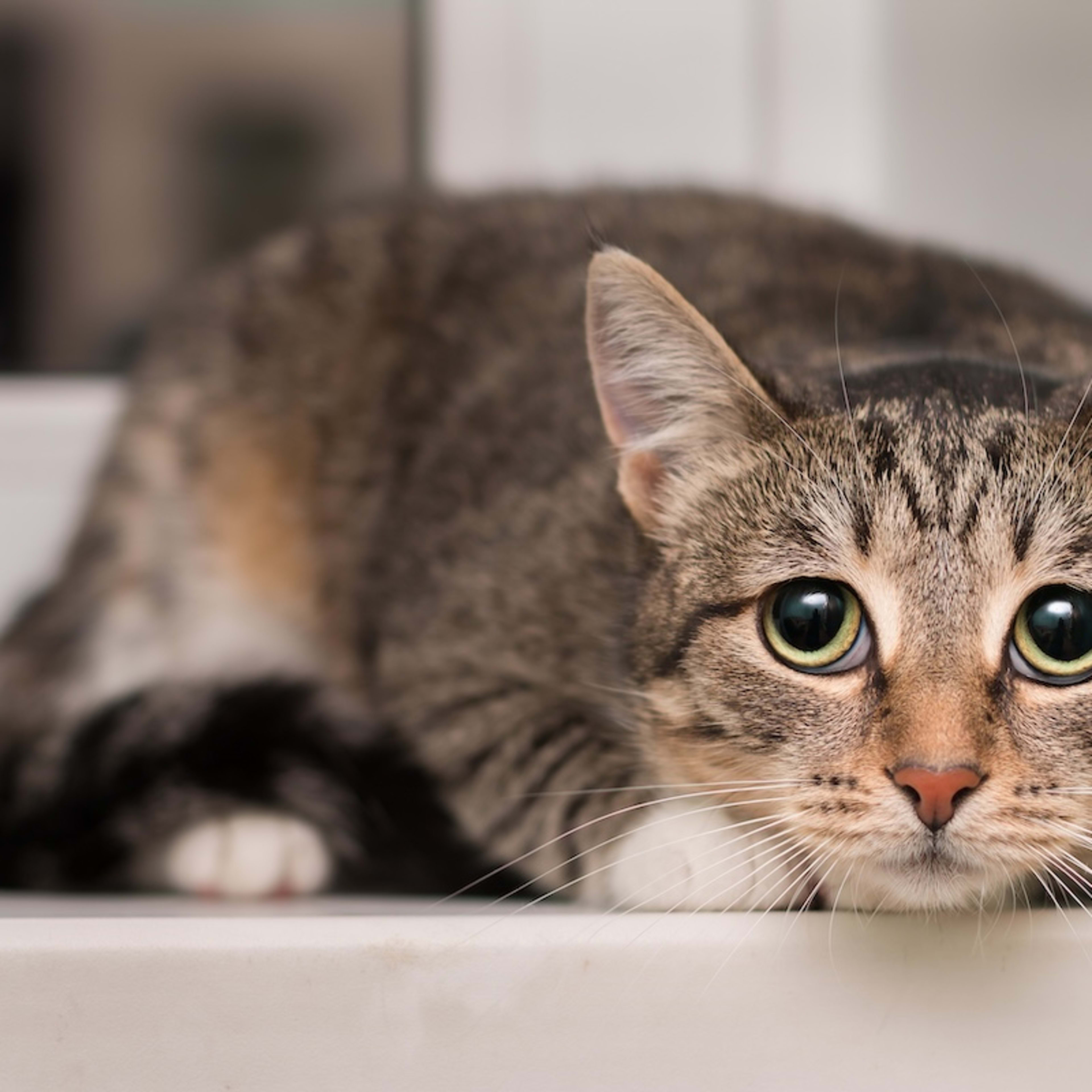 ‘Massive’ Flame Point Siamese Cat ‘Size of Adult Man’ Is All Big Boy ...