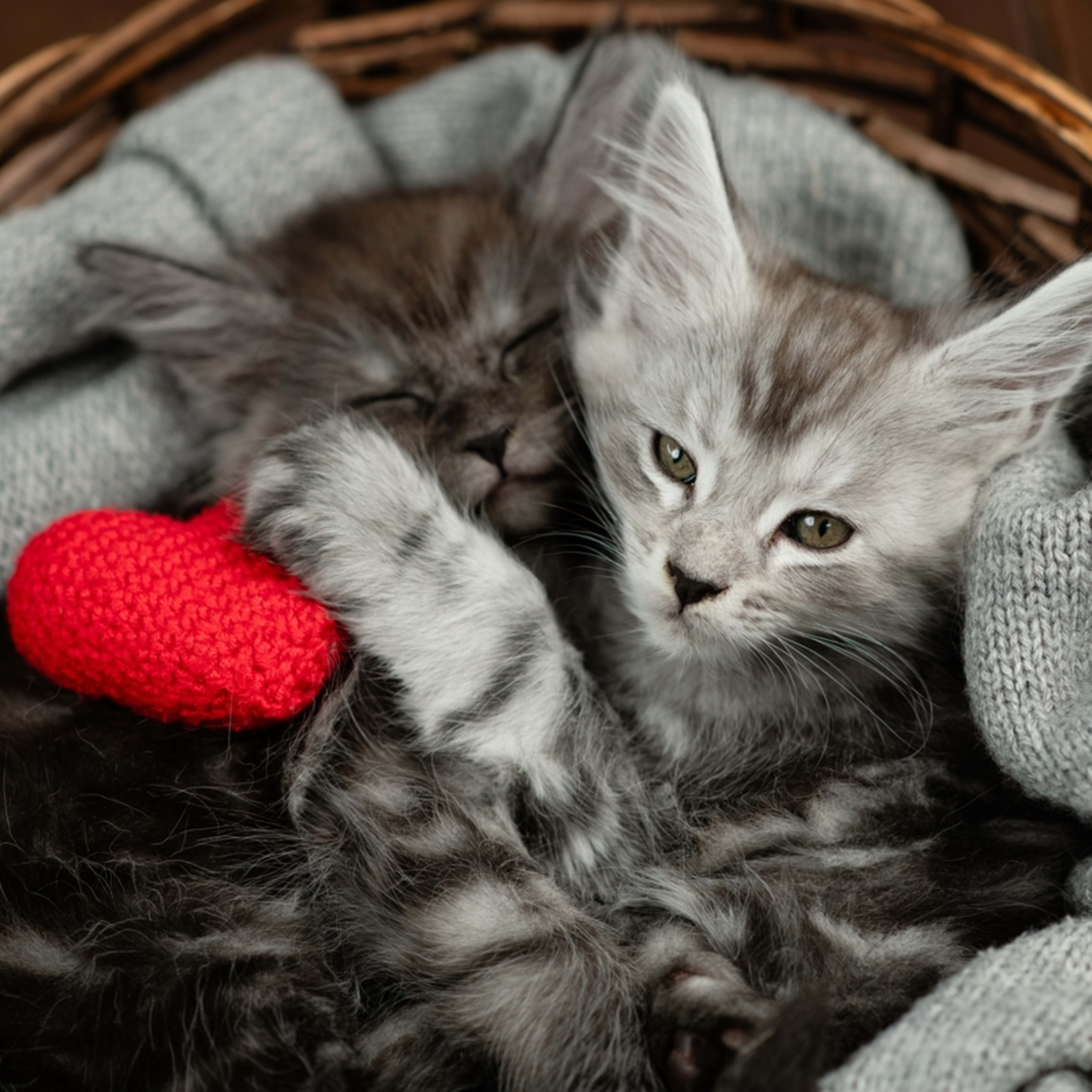 Cat Patiently Waiting To Open Her Presents Could Teach Human Kids a ...