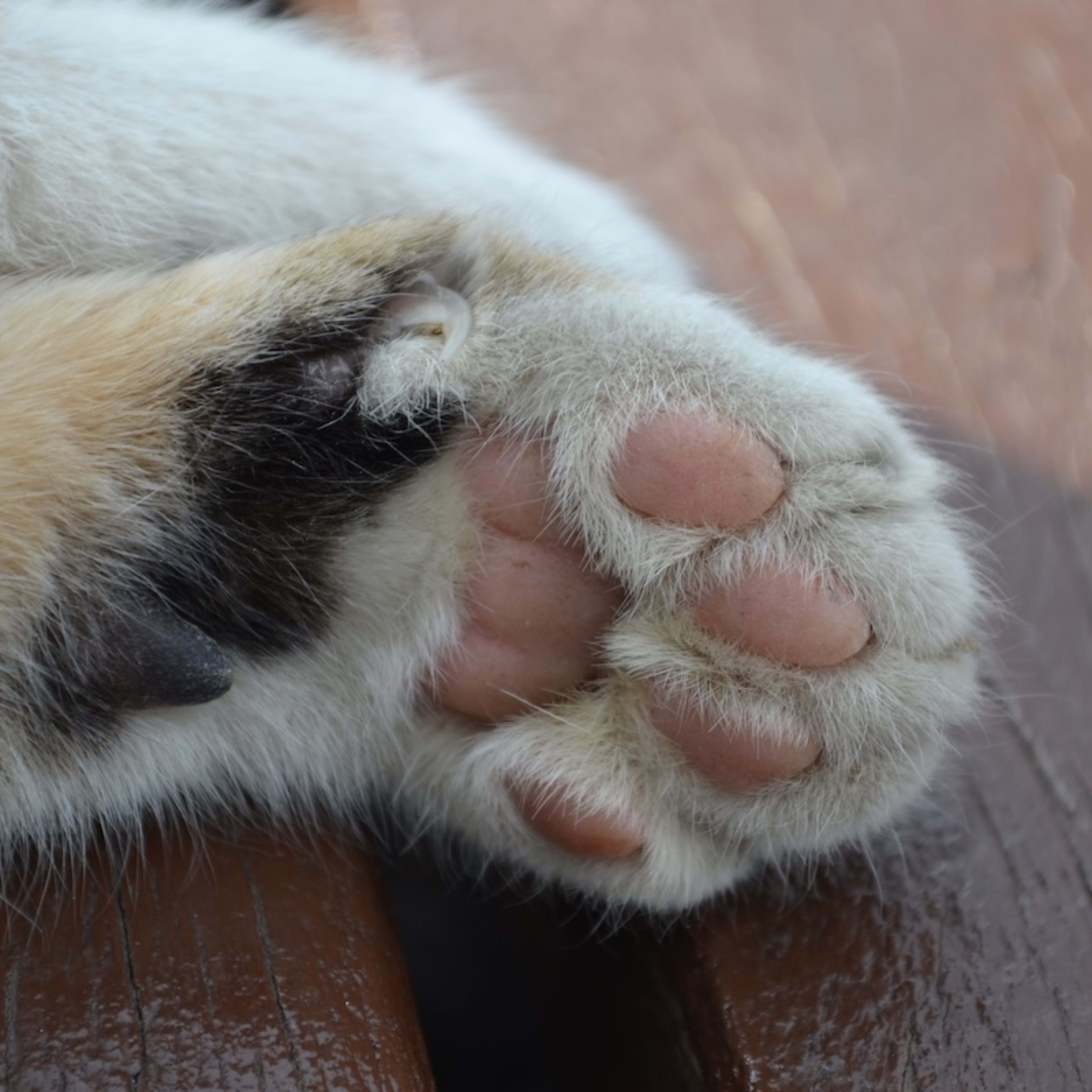 7 Brachycephalic Dogs: Personality Traits, Care Tips & More - Parade Pets