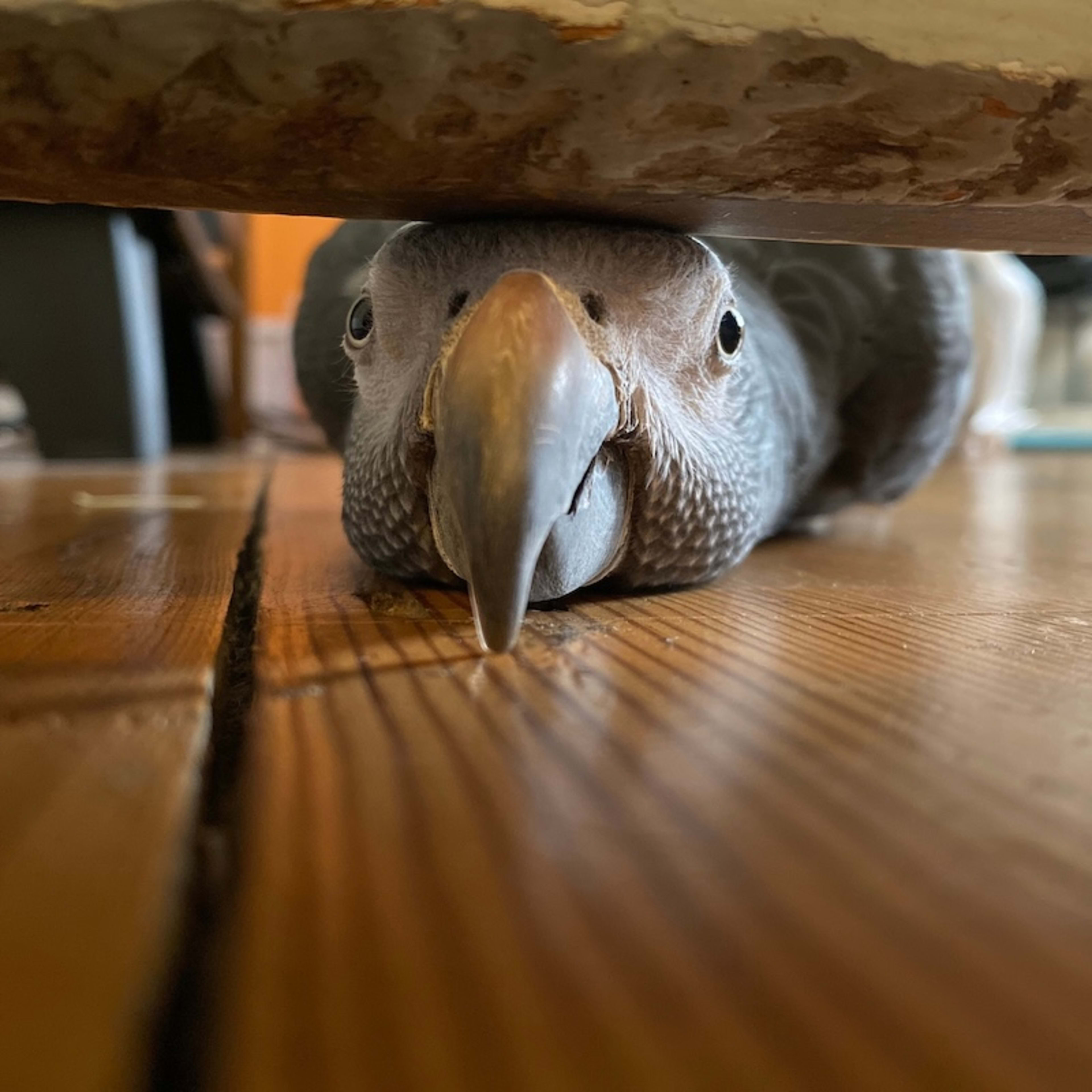 German Shepherd K9 Recognizes His First Handler in a Heartwarming ...