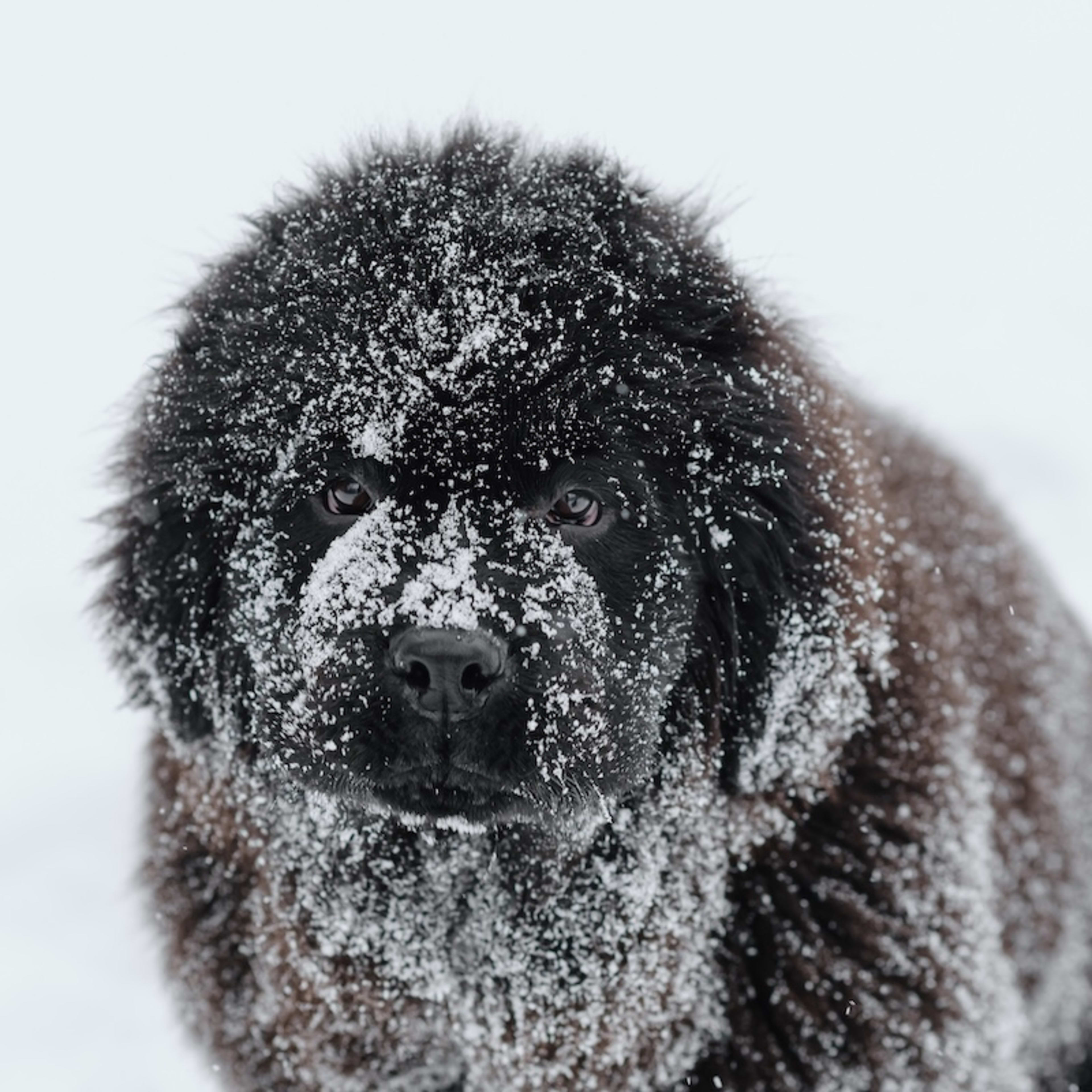 Cow With an Extra Leg on His Head Looks Like He's Wearing a Festive Hat ...