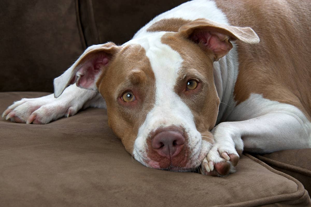 Famous Foster Mom Gets New 'Complicated' Dog Who Looks Like 'Nightmare ...