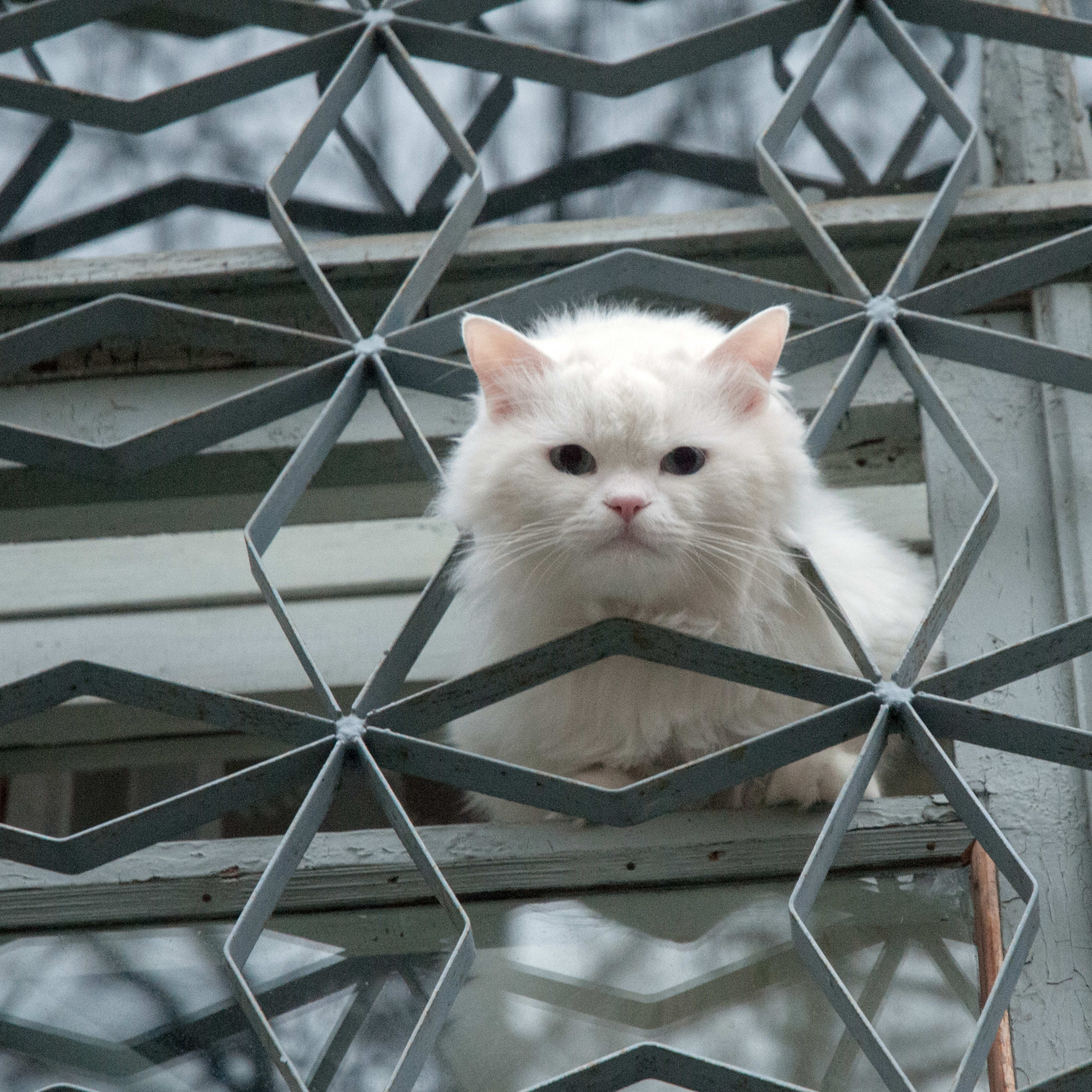 Kitty Turns Into True Scaredy Cat After Seeing Birds Outside - Parade Pets