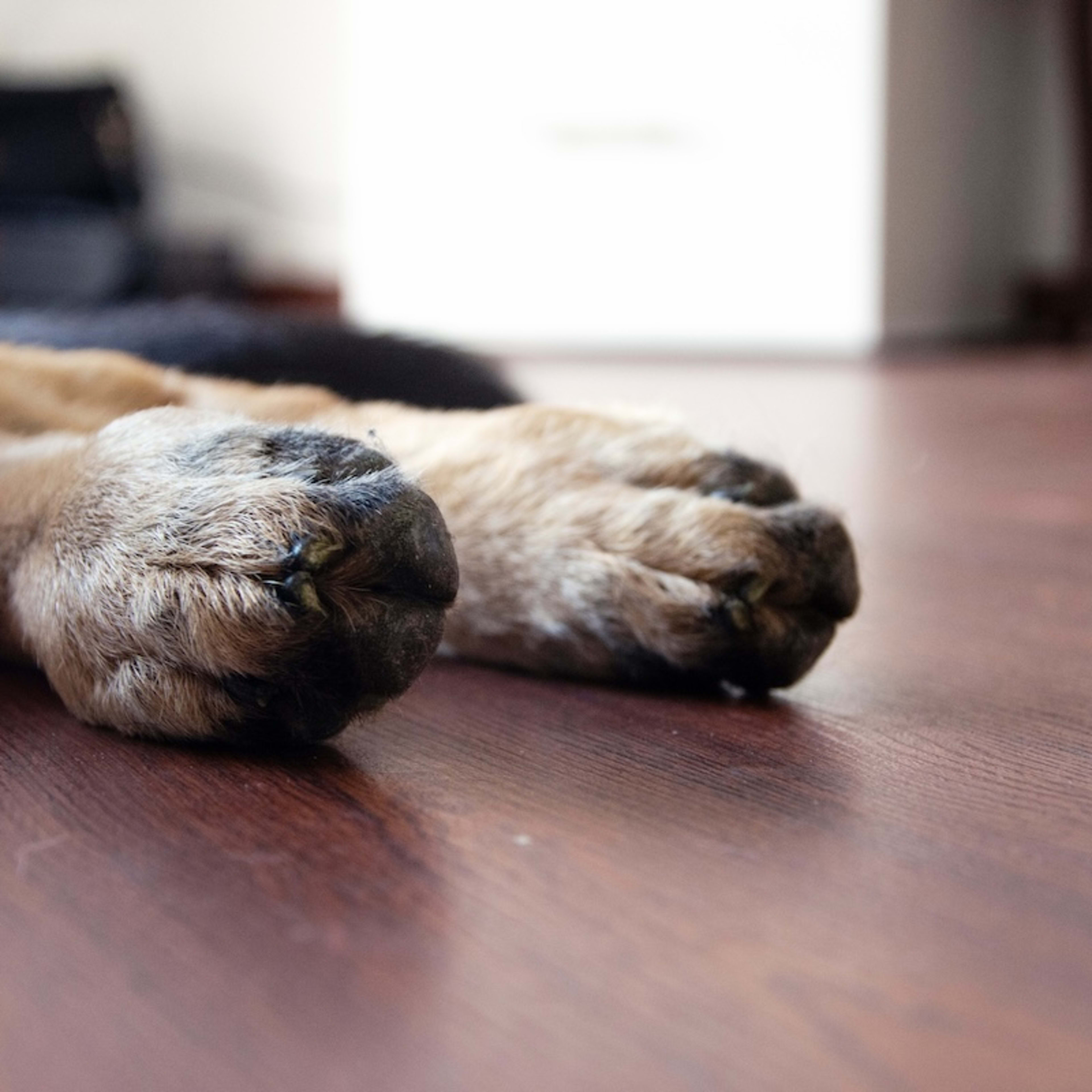Unique German Shepherd-Bernese Mountain Dog Mix Is So Cute - Parade Pets