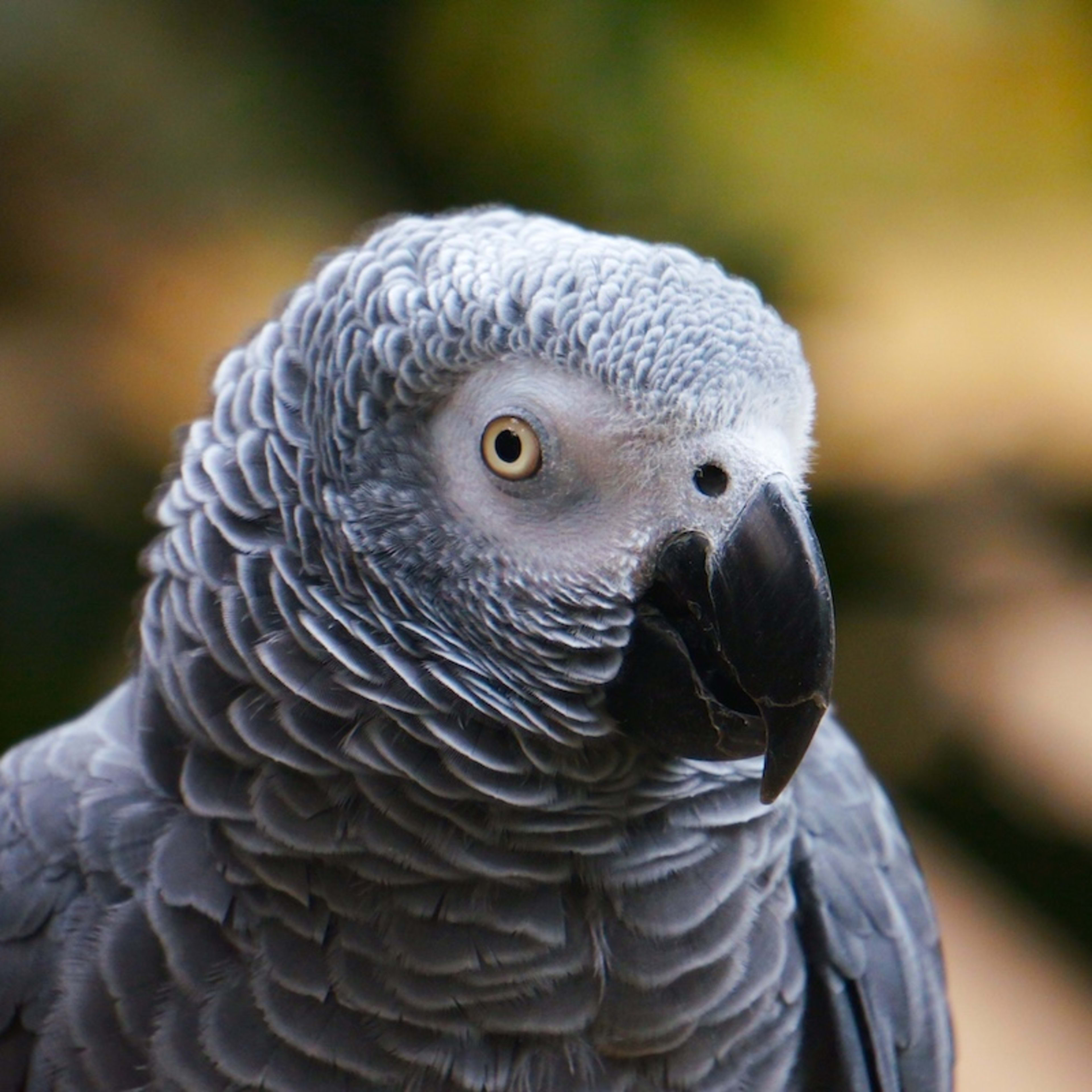 Silly Parrot Says Sorry ‘The Canadian Way’ and It’s Spot-on - Parade Pets