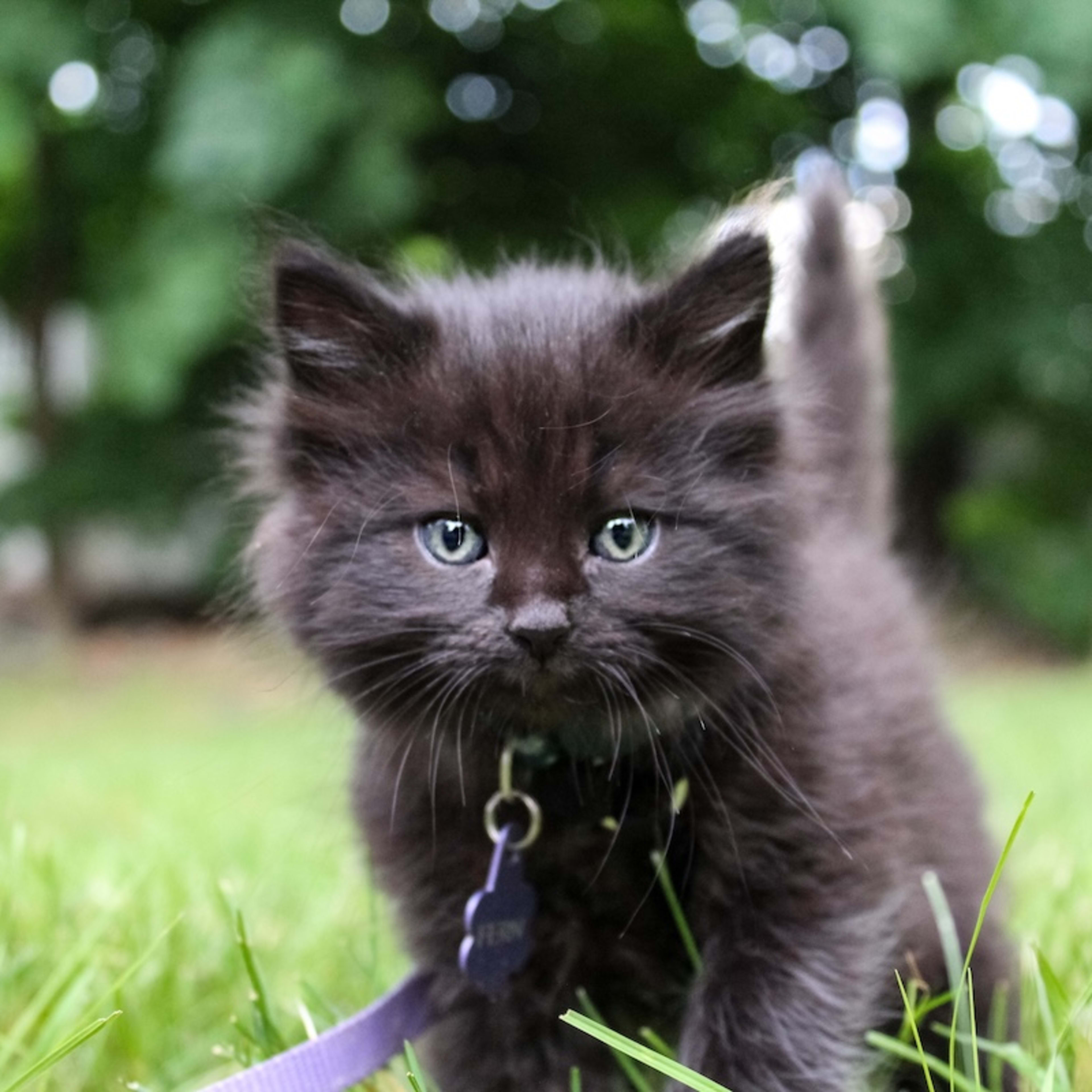 Friendly Black Cat Becomes the Surprise Star of Stonehenge’s Winter ...