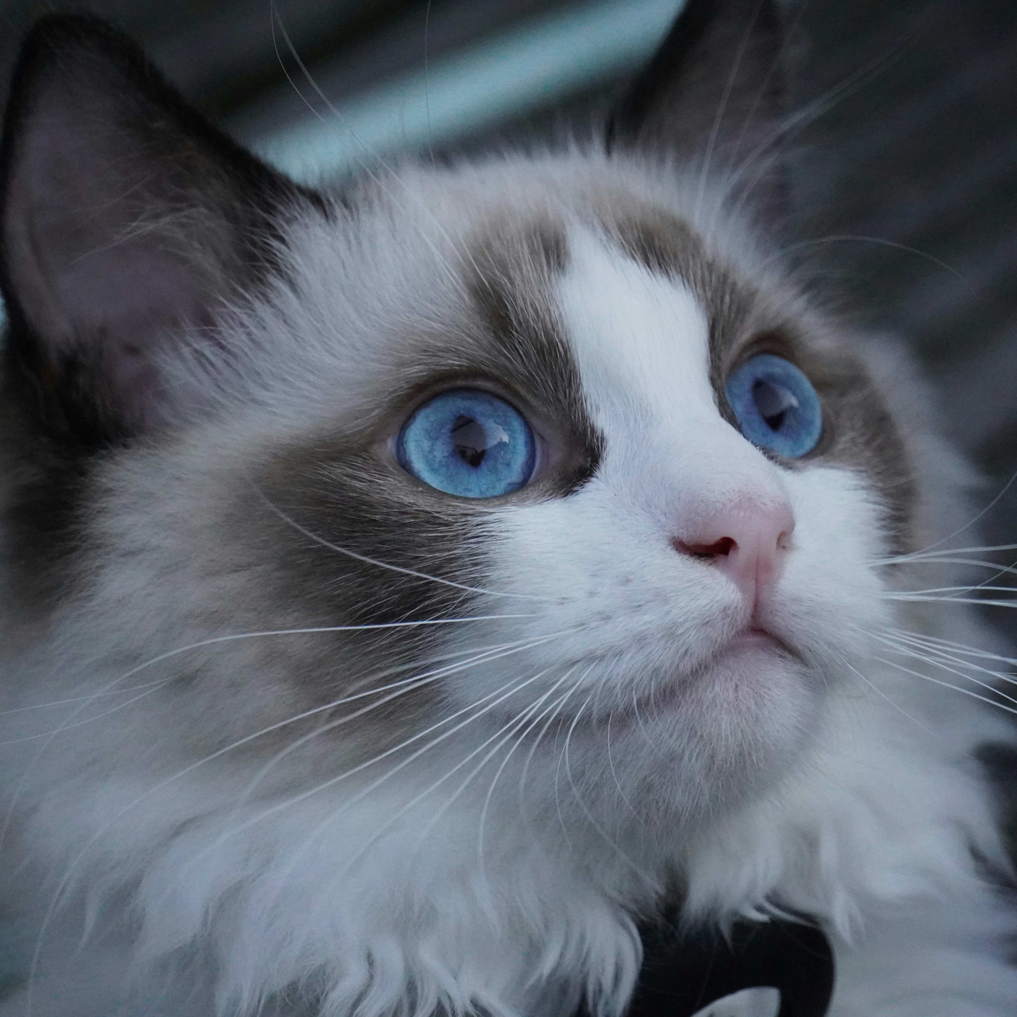 ‘Chocolate Milk’ Ragdoll Cat’s Blue Eyes Look Like the Ocean - Parade Pets