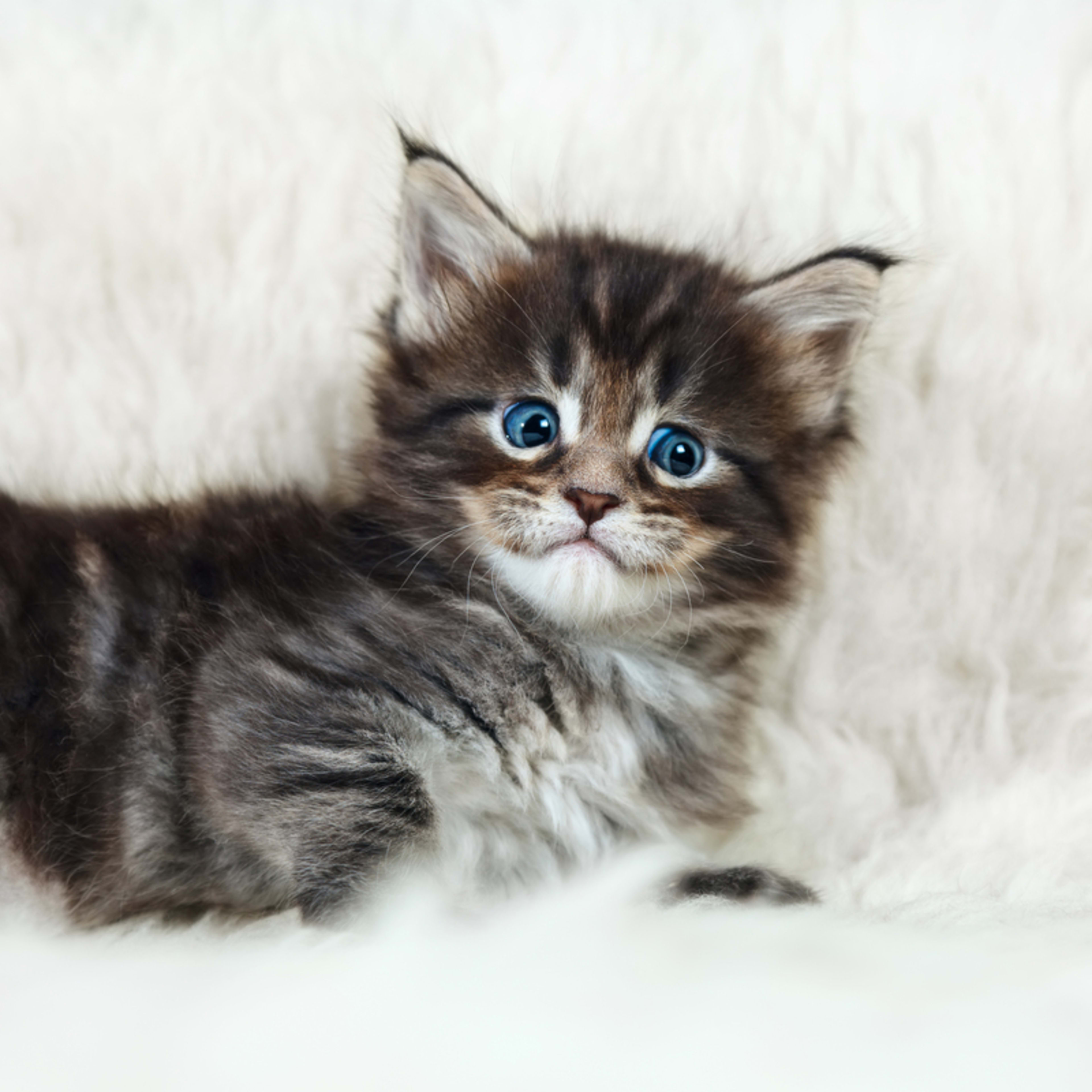 Pouty Maine Coon Kitten 'Stealing Hearts' Looks Exactly Like Eddie ...