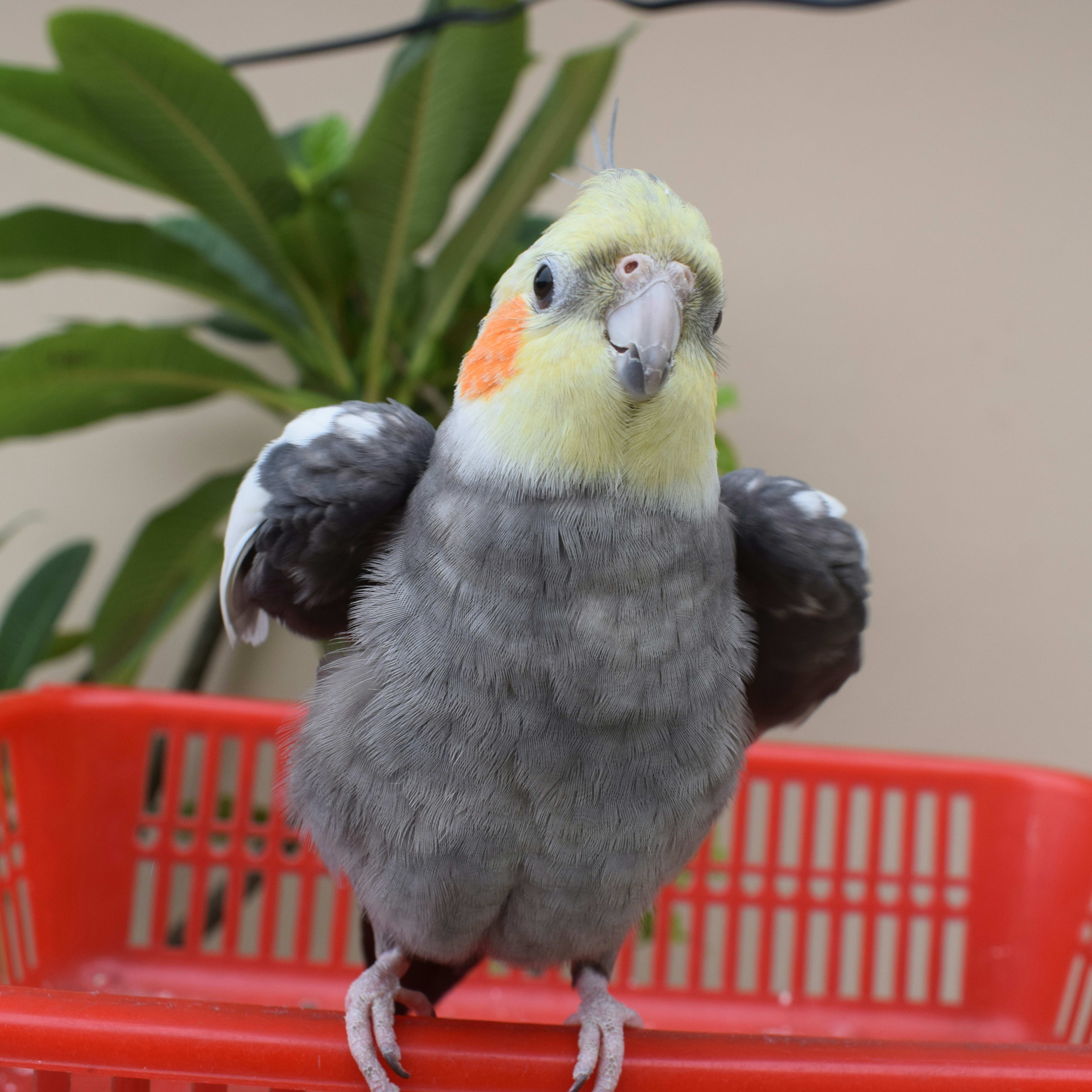 Golden Retriever Fights Sleep in the Car Just Like a Little Kid With ...