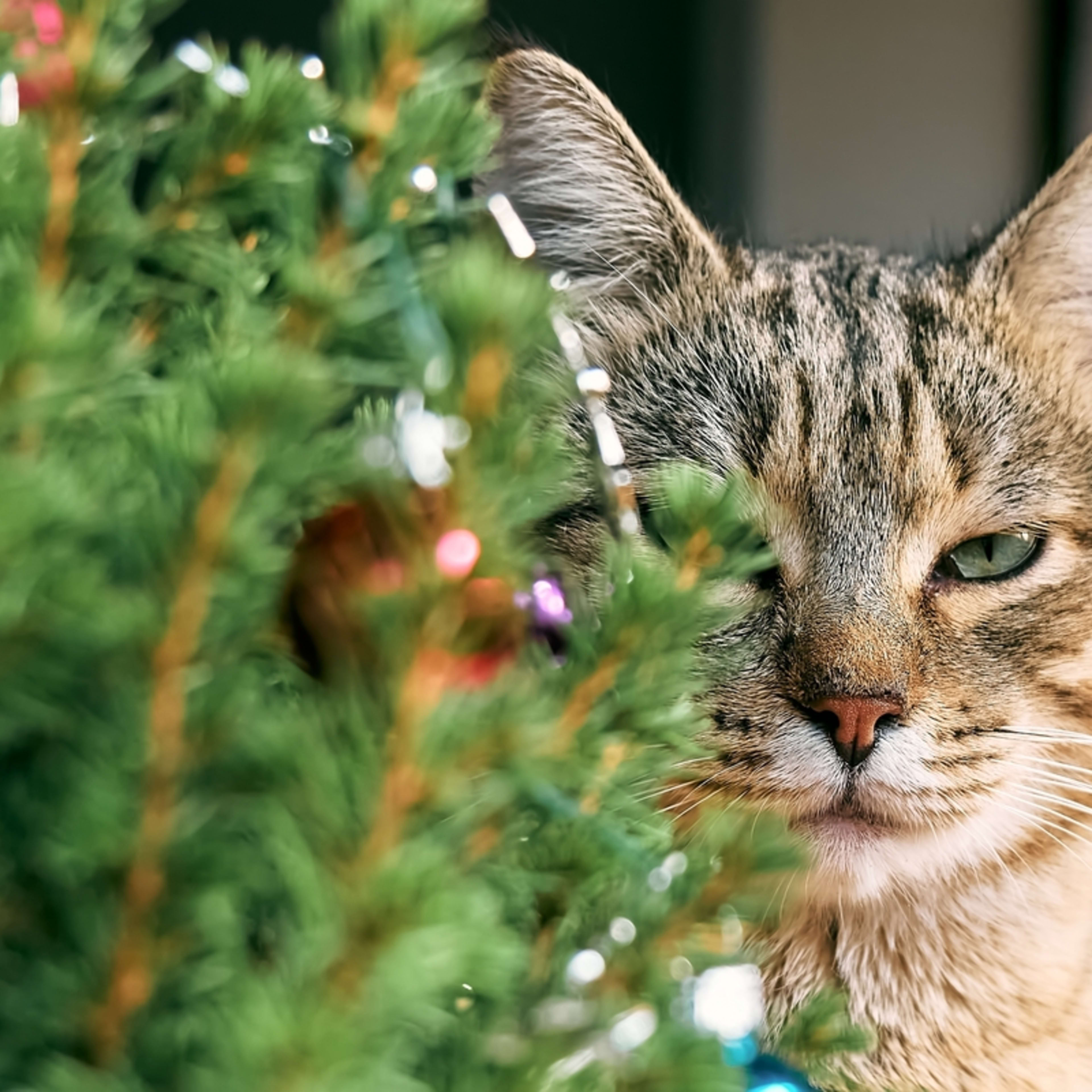 Blink and You Miss It: Tabby Cat Perched in Tree Is a Sight To See ...