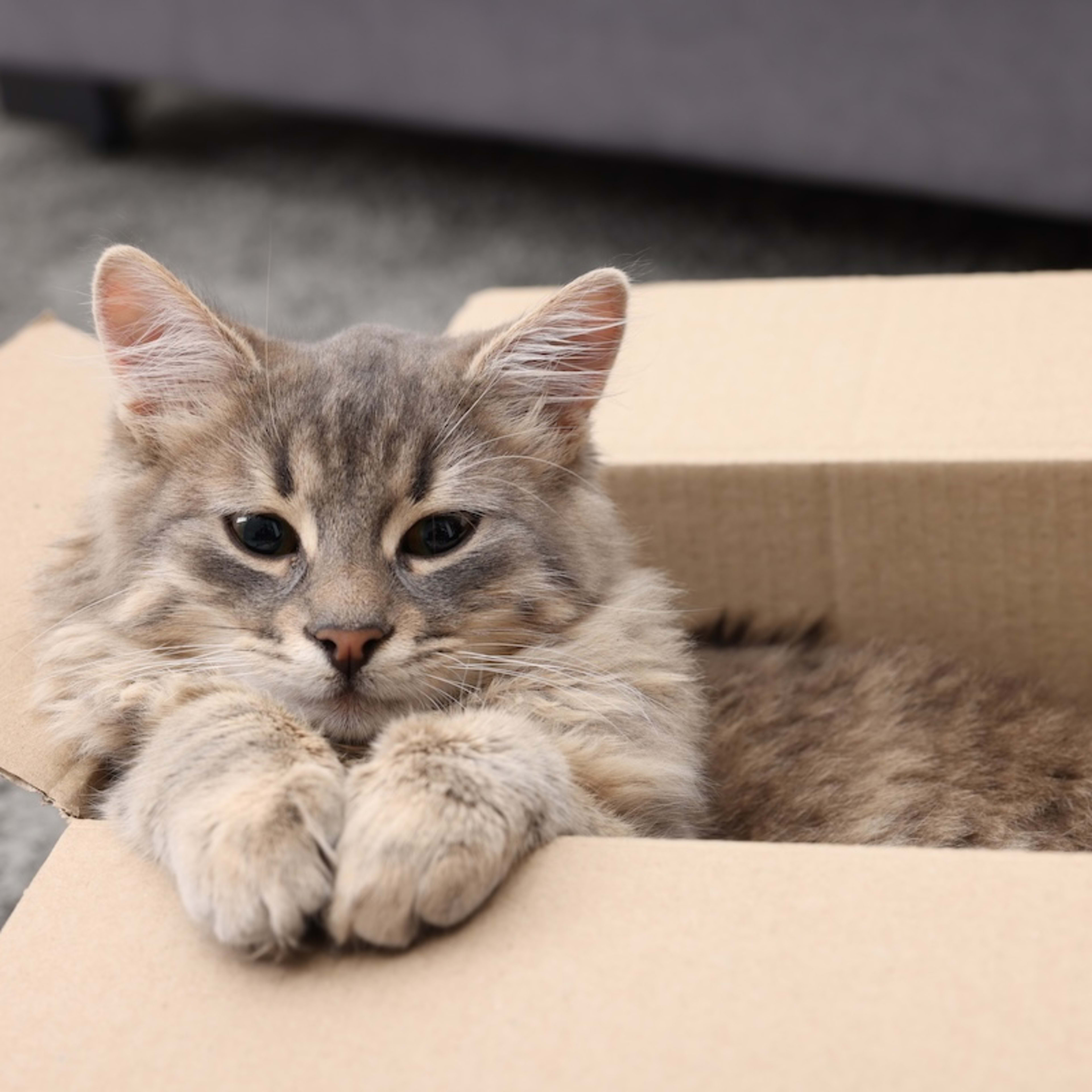 Scottish Fold Cat Tries To Act Casual After Being Caught Red-Pawed ...