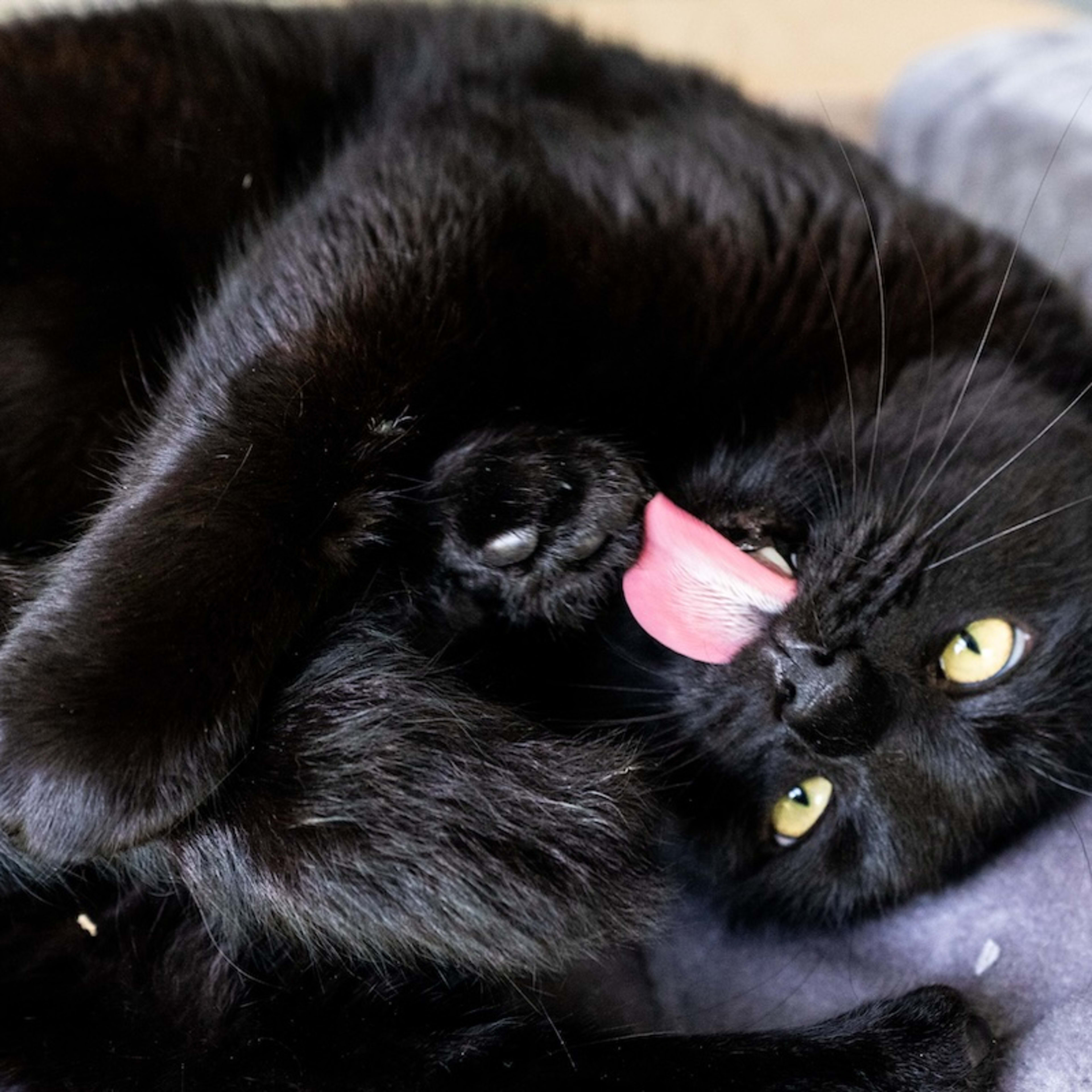 Golden Retriever Thinks Tree Grows Tennis Balls and It's Too Funny ...
