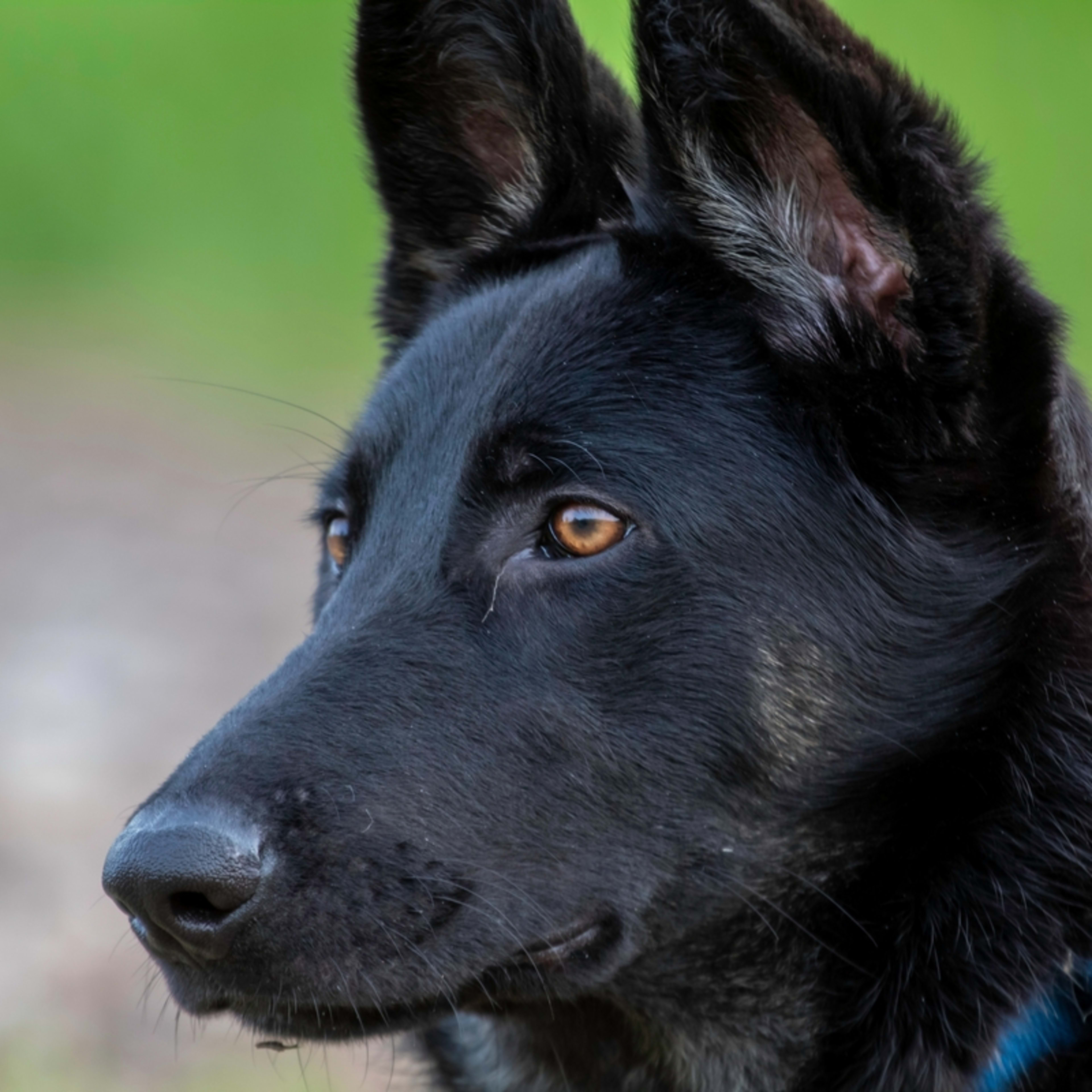 Black German Shepherd Gently Blocks Baby From Off-Limits Room Like the ...