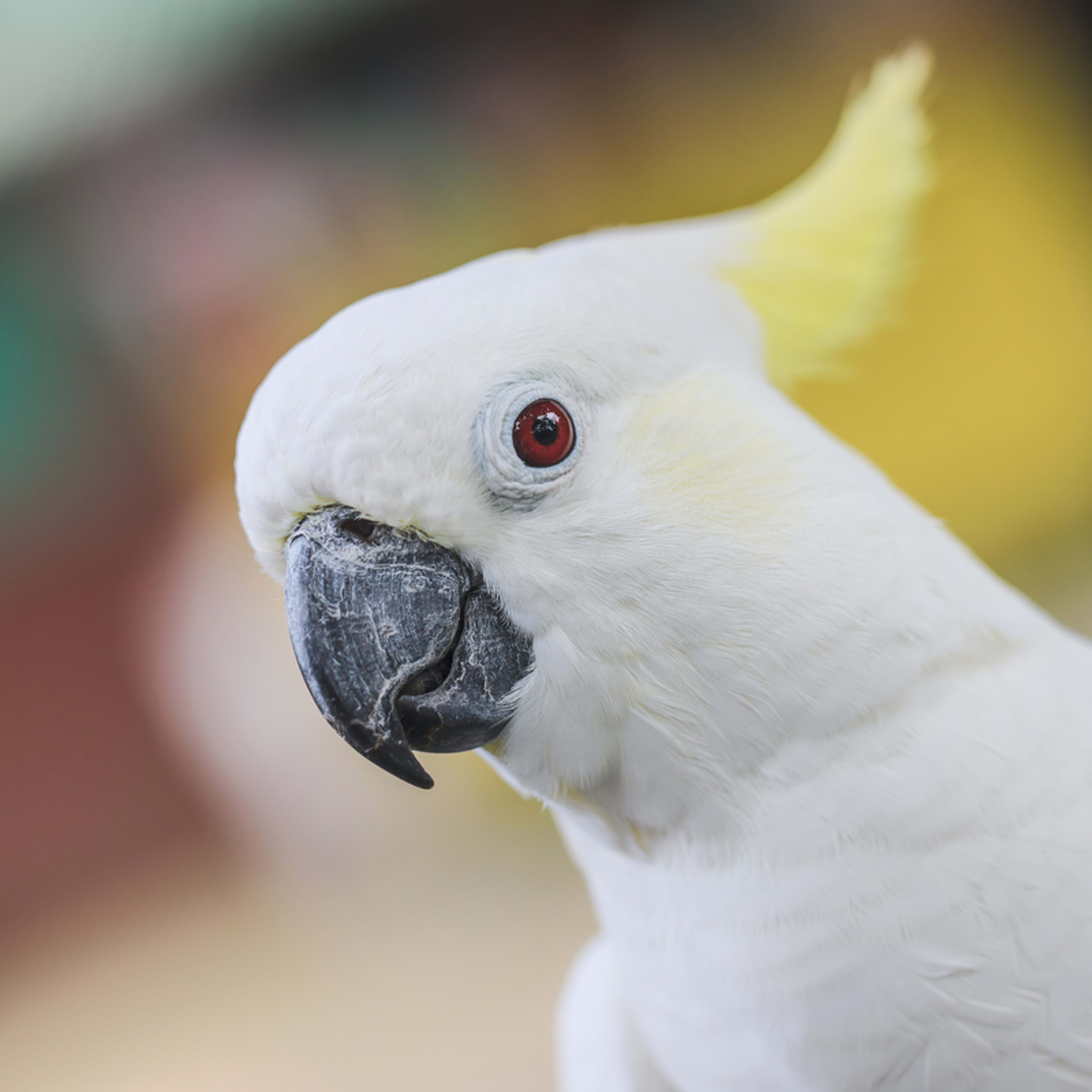 Can Dogs Eat Pickles? Here’s What Vets Say - Parade Pets