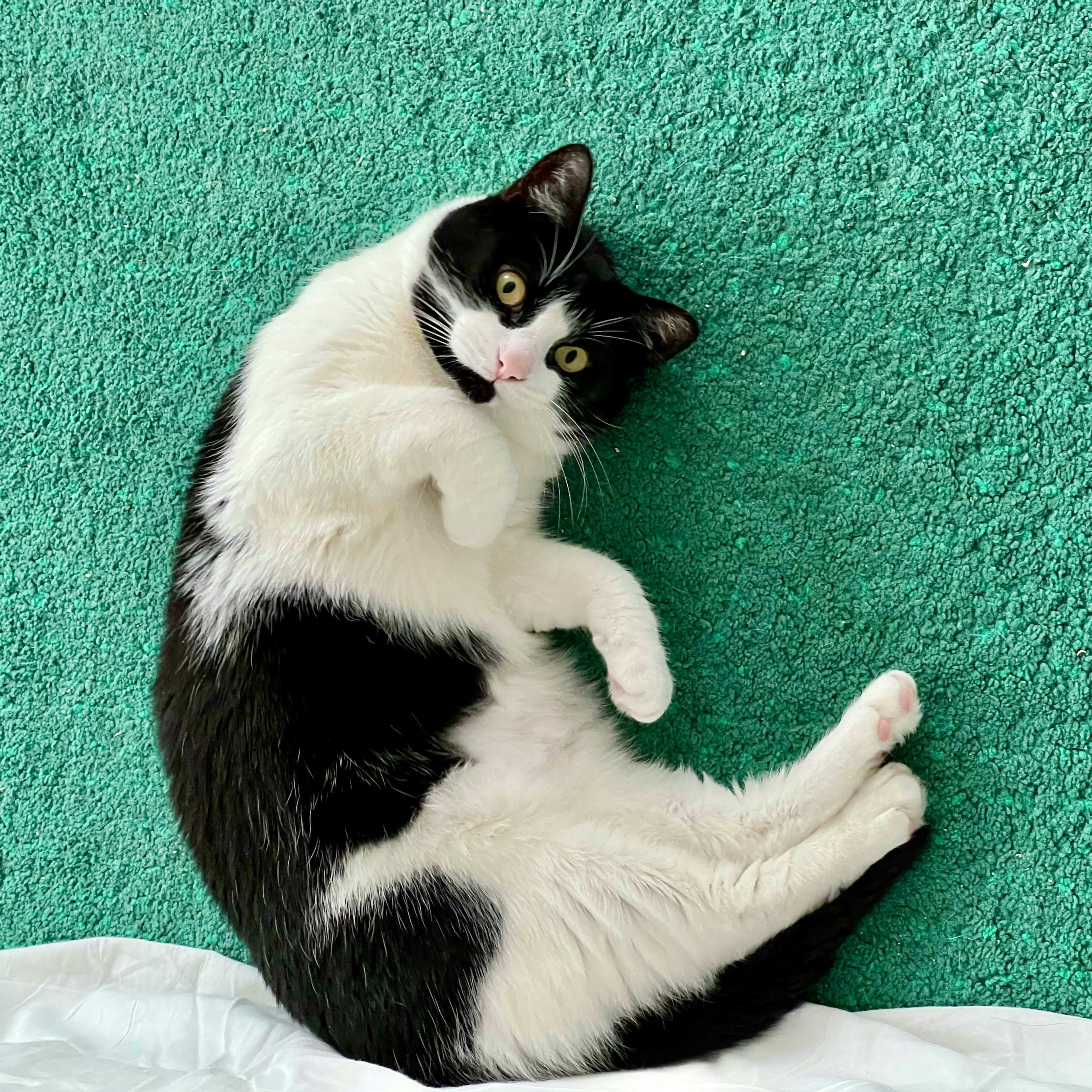 Golden Retriever Makes Biscuits Like a Cat and It's the Cutest Thing We ...