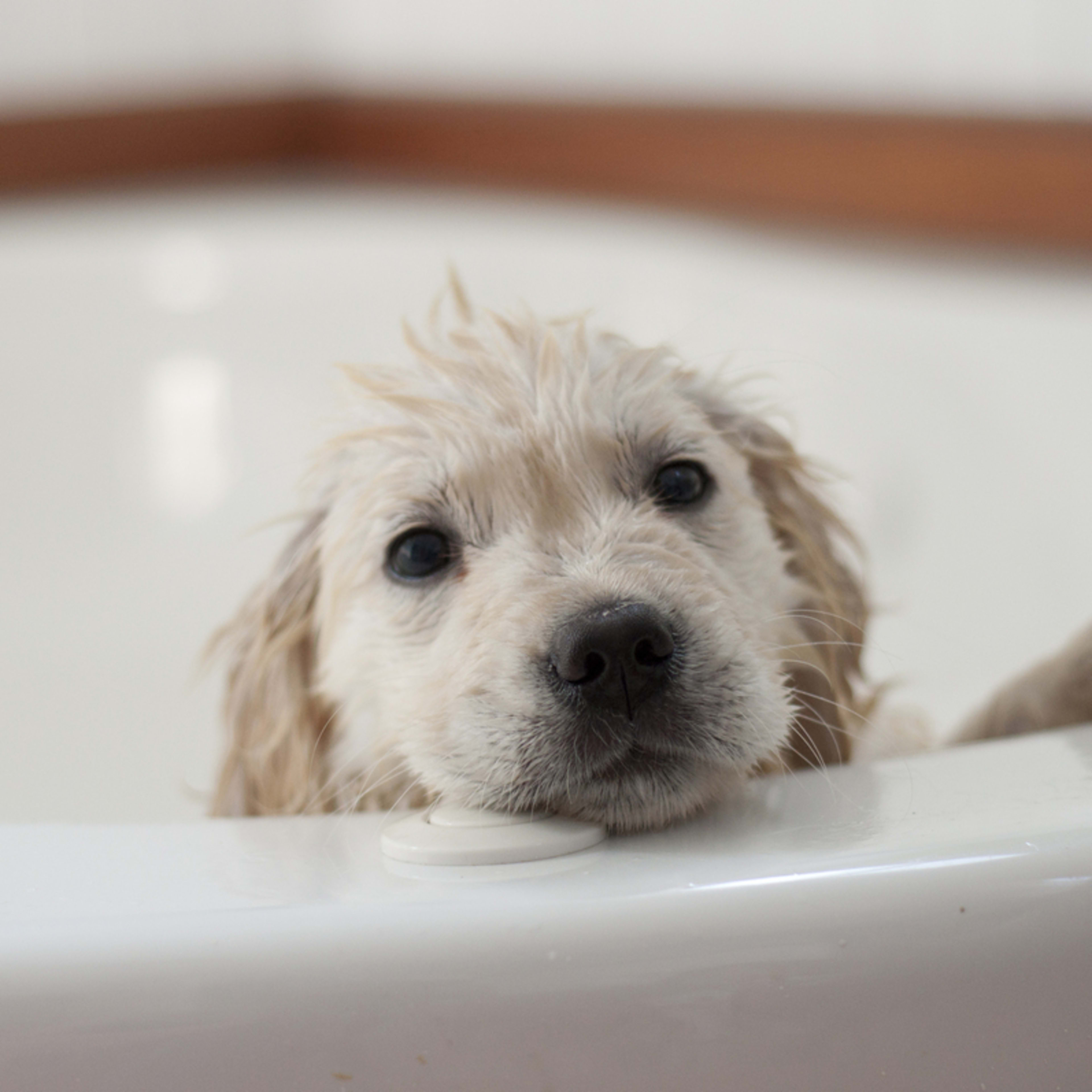 Golden Retriever's Joyful Cries at Family's Return Will Melt Your Heart ...