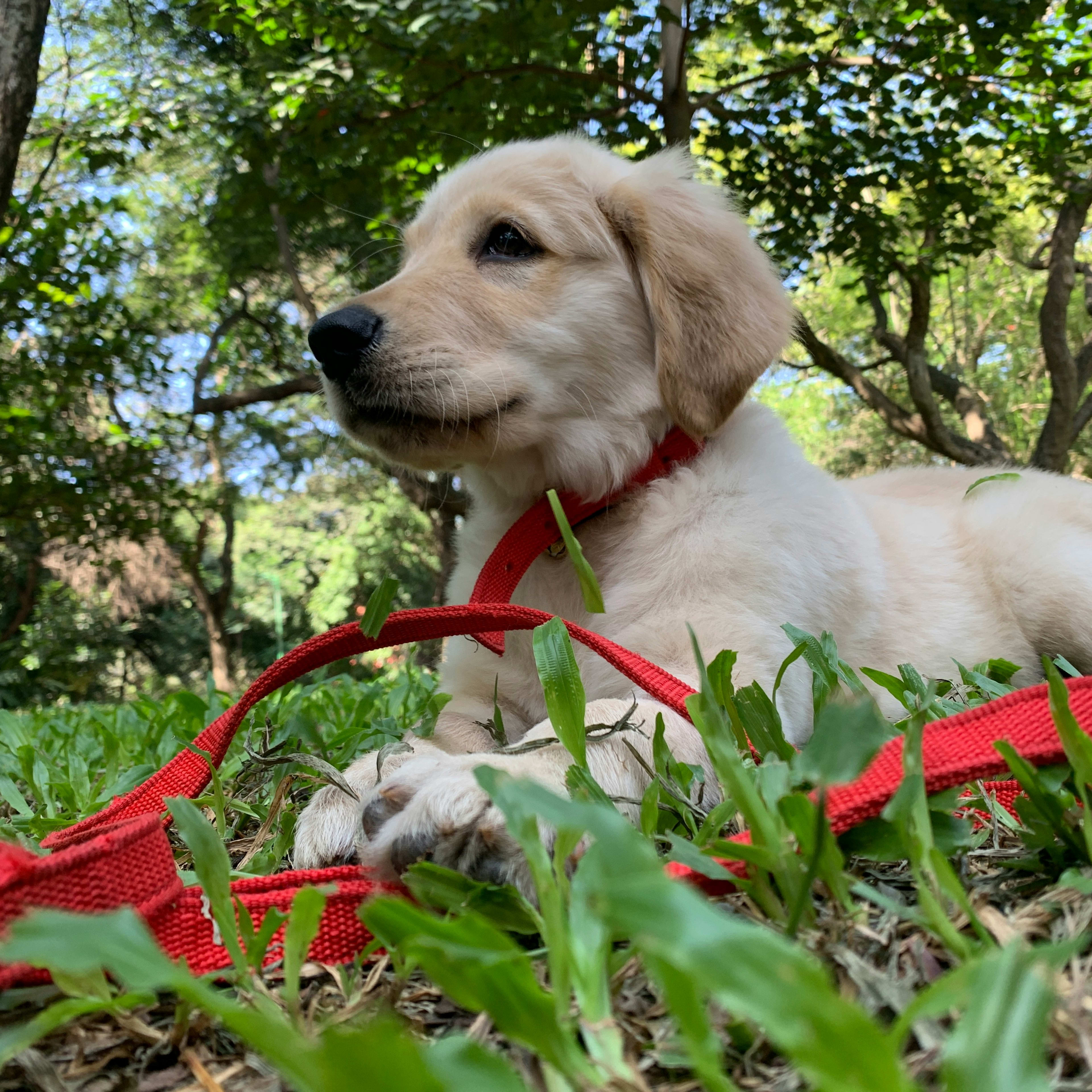 Golden Retriever Thinks Tree Grows Tennis Balls and It's Too Funny ...