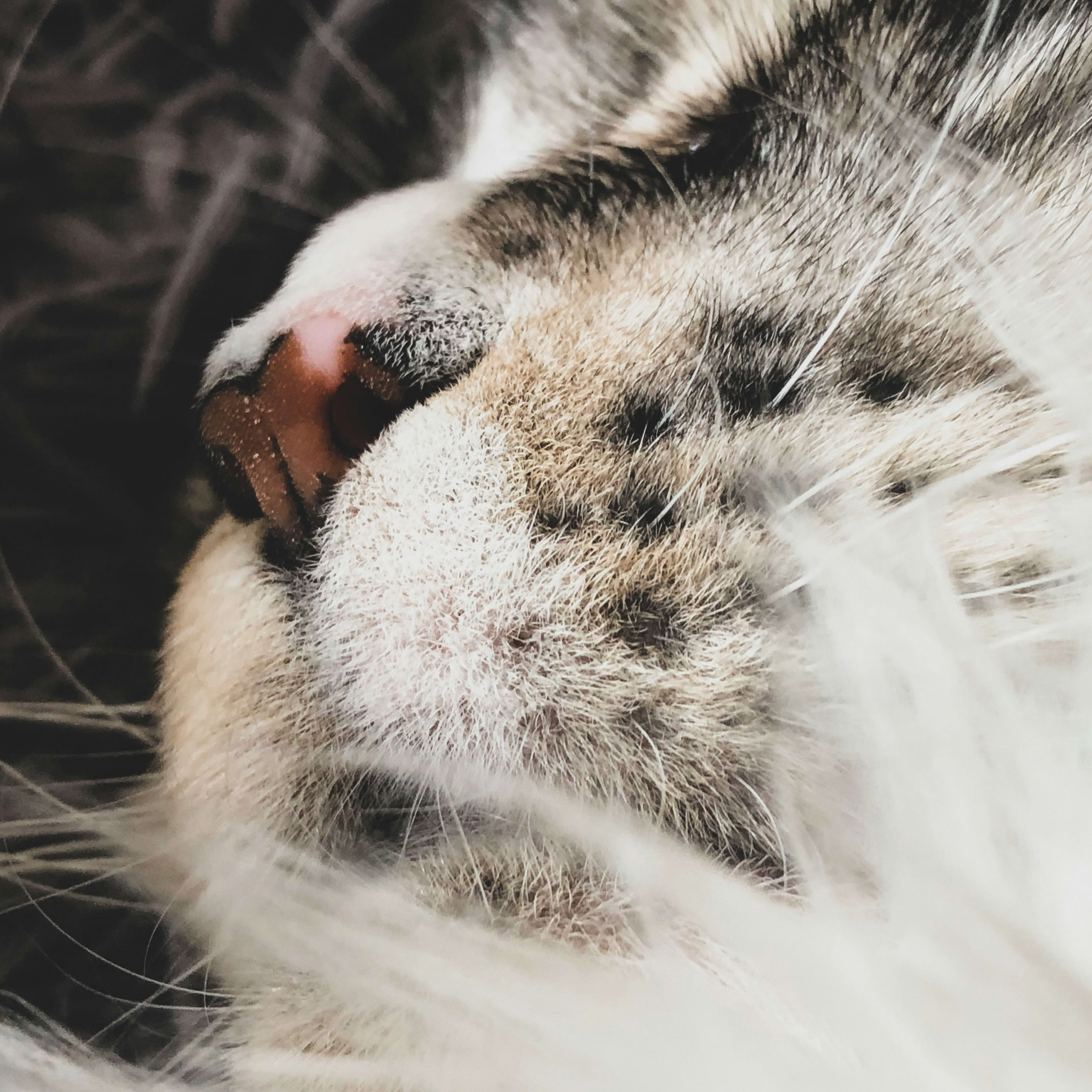 Orange Kitten and Cow Friends Share the Sweetest ‘Spa Day’ - Parade Pets