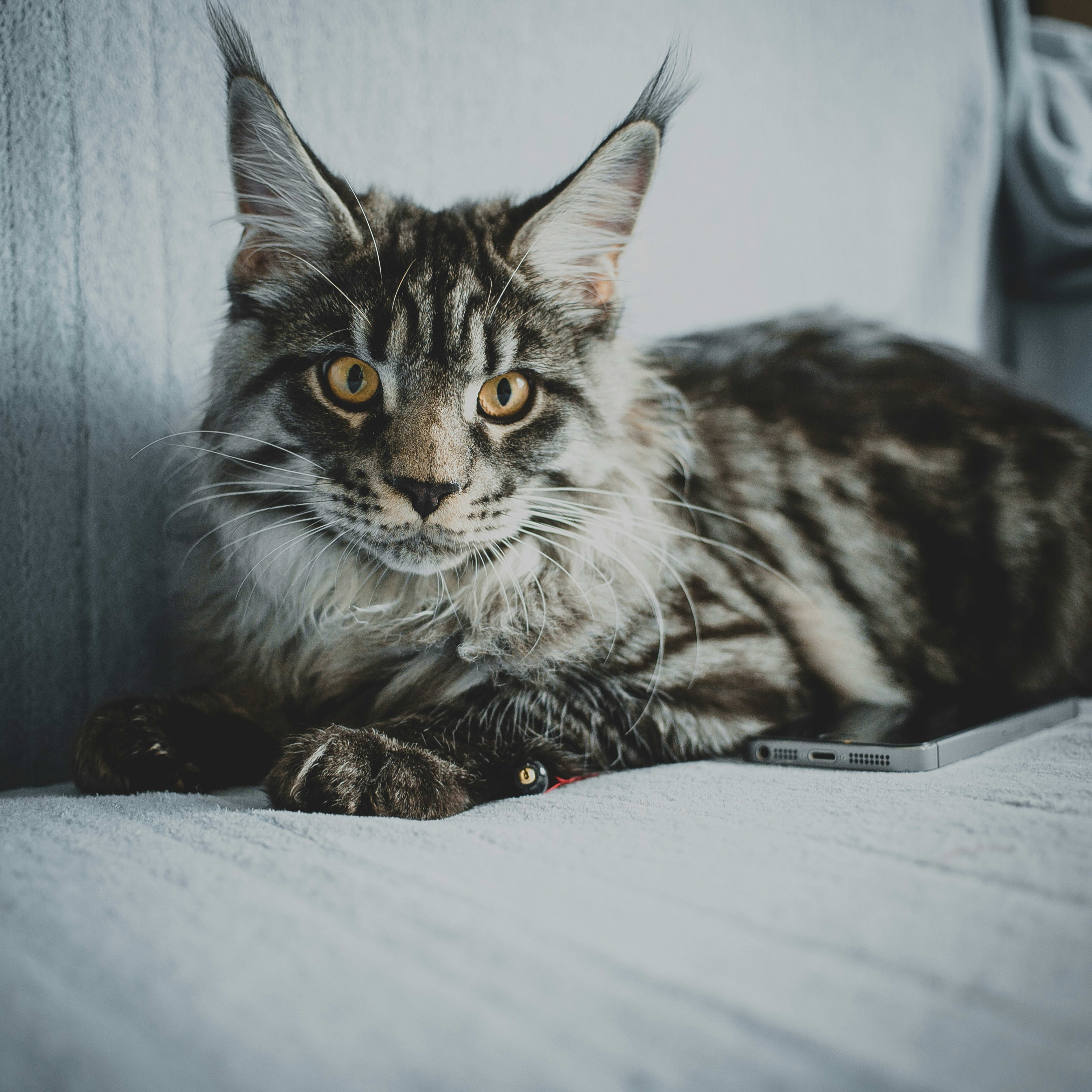 Blink and You Miss It: Tabby Cat Perched in Tree Is a Sight To See ...
