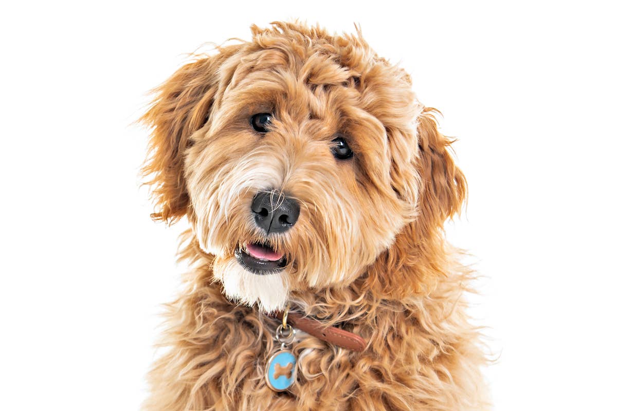 7 Well-Behaved Dog Breeds Experts Recommend - Parade Pets