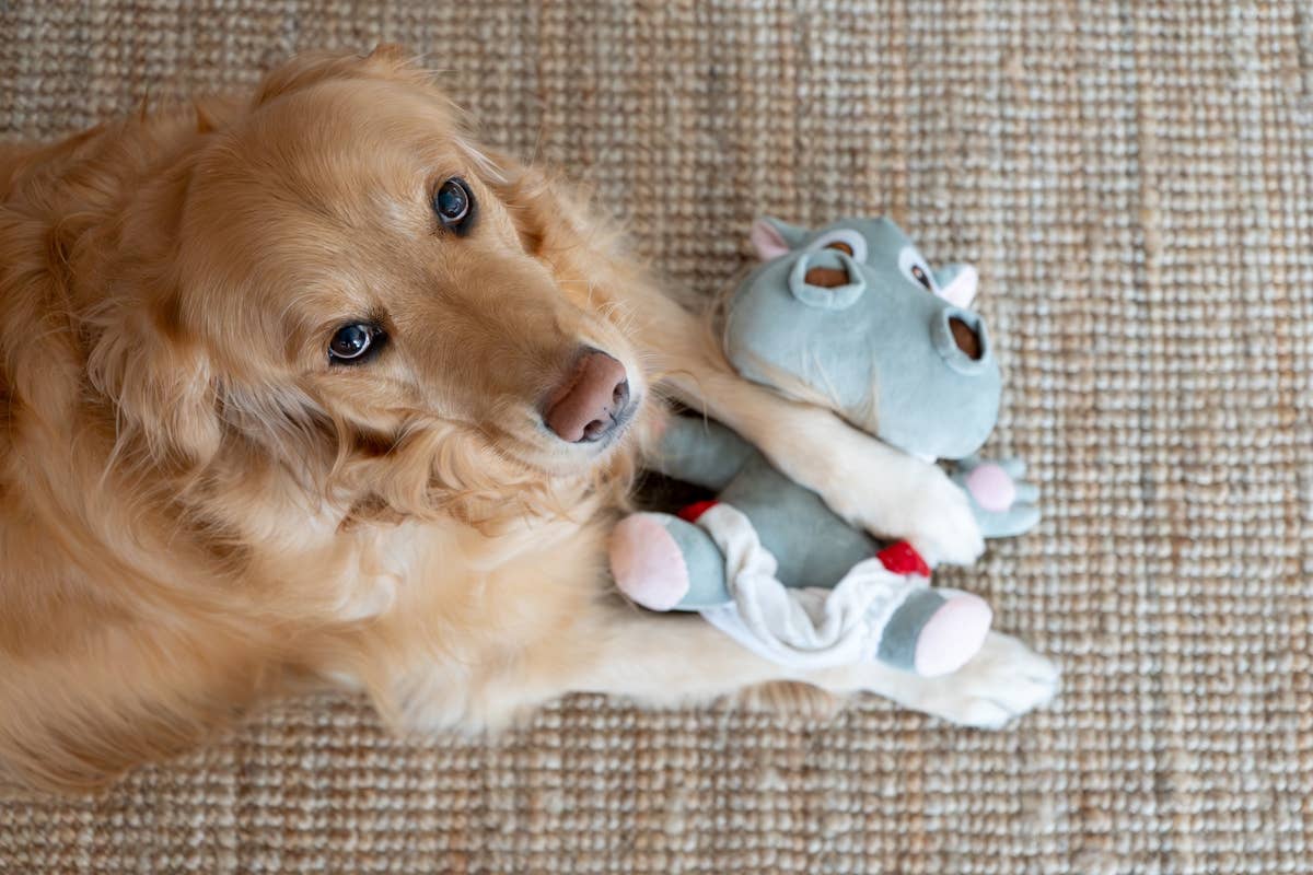 The 7 Loudest Dog Breeds That Love to Bark and Howl - Parade Pets