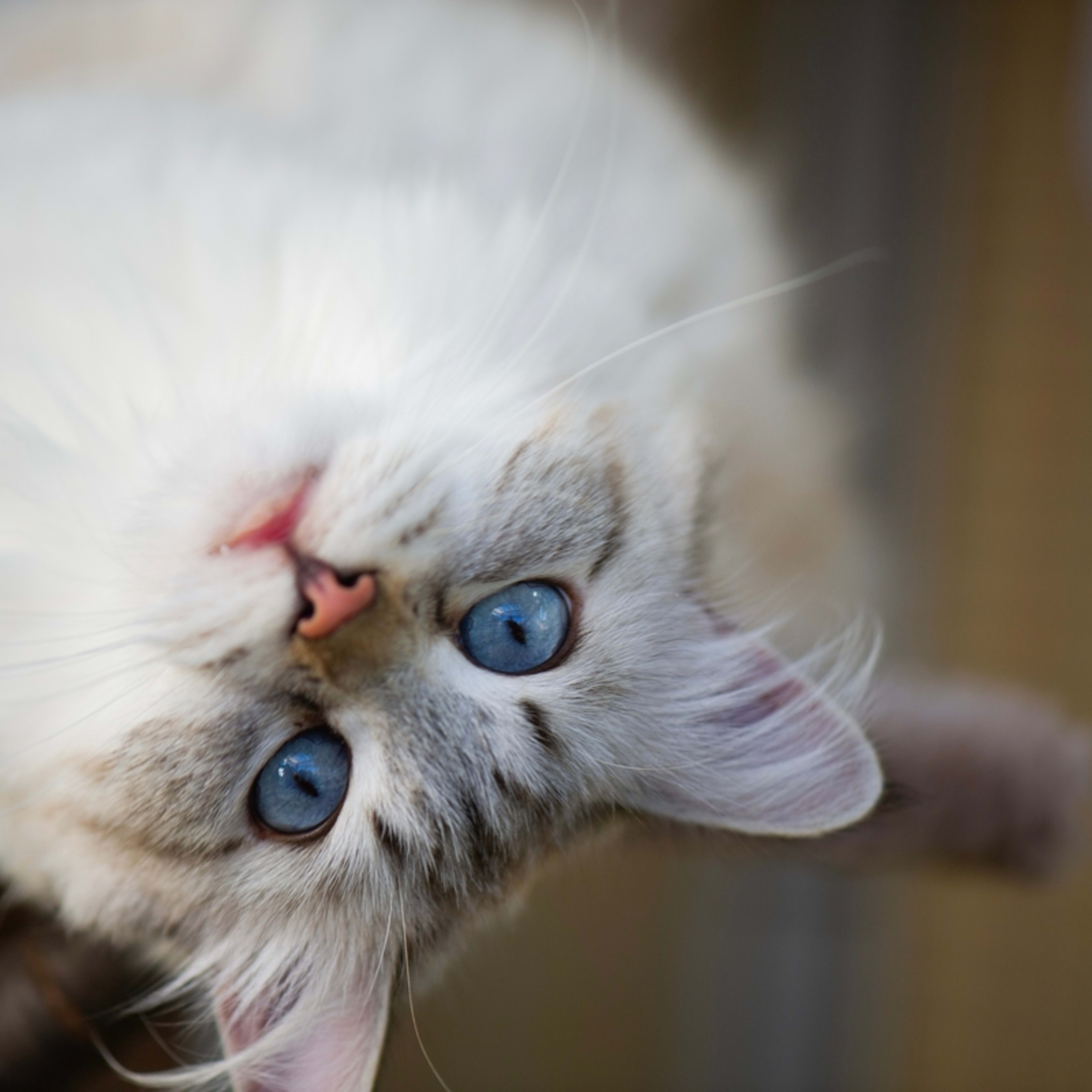 Beautiful Ragdoll Cat’s Deer Friendship Is Straight Out of a Storybook ...