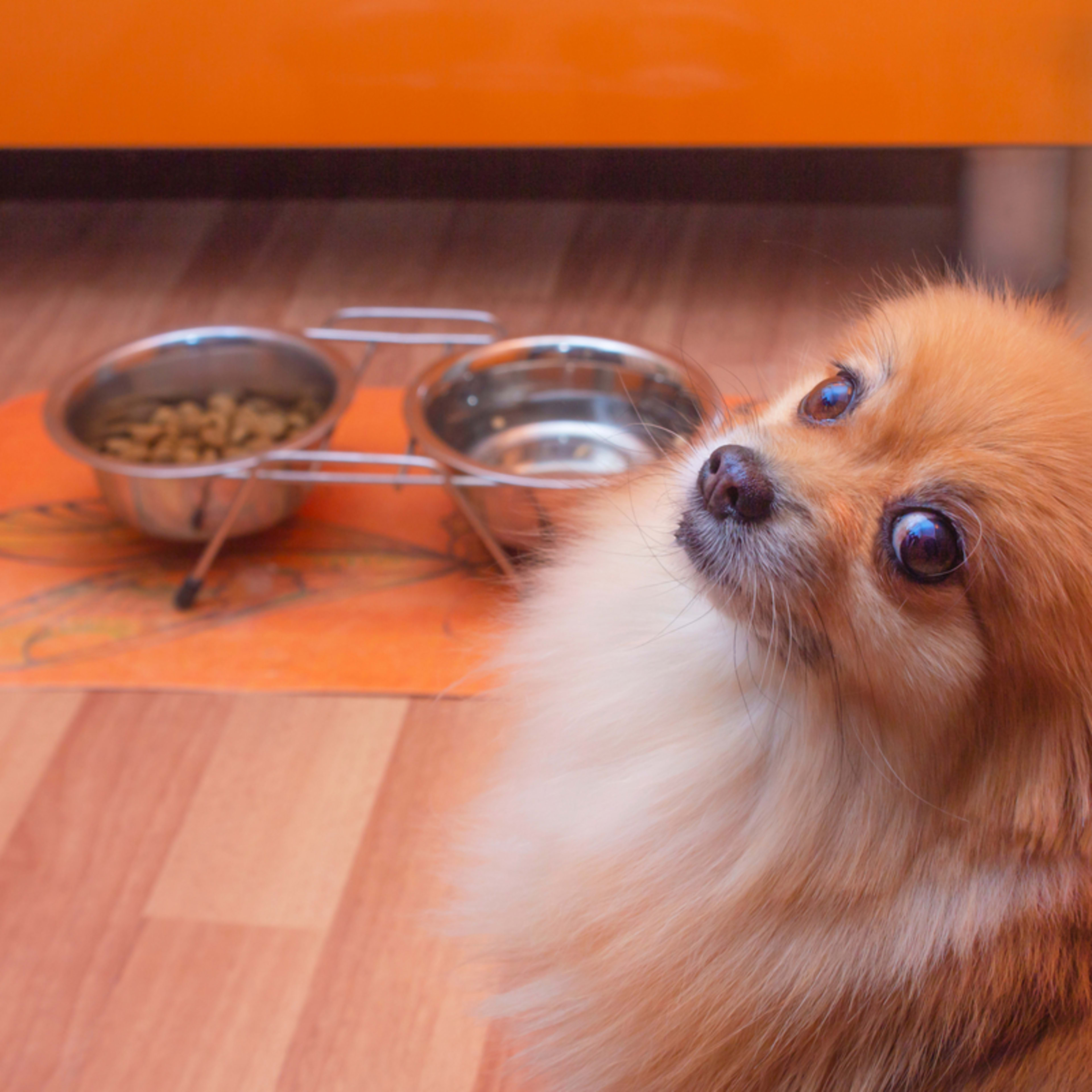 Pomeranian Can't Stand Still While Waiting for Food and We Can Relate ...
